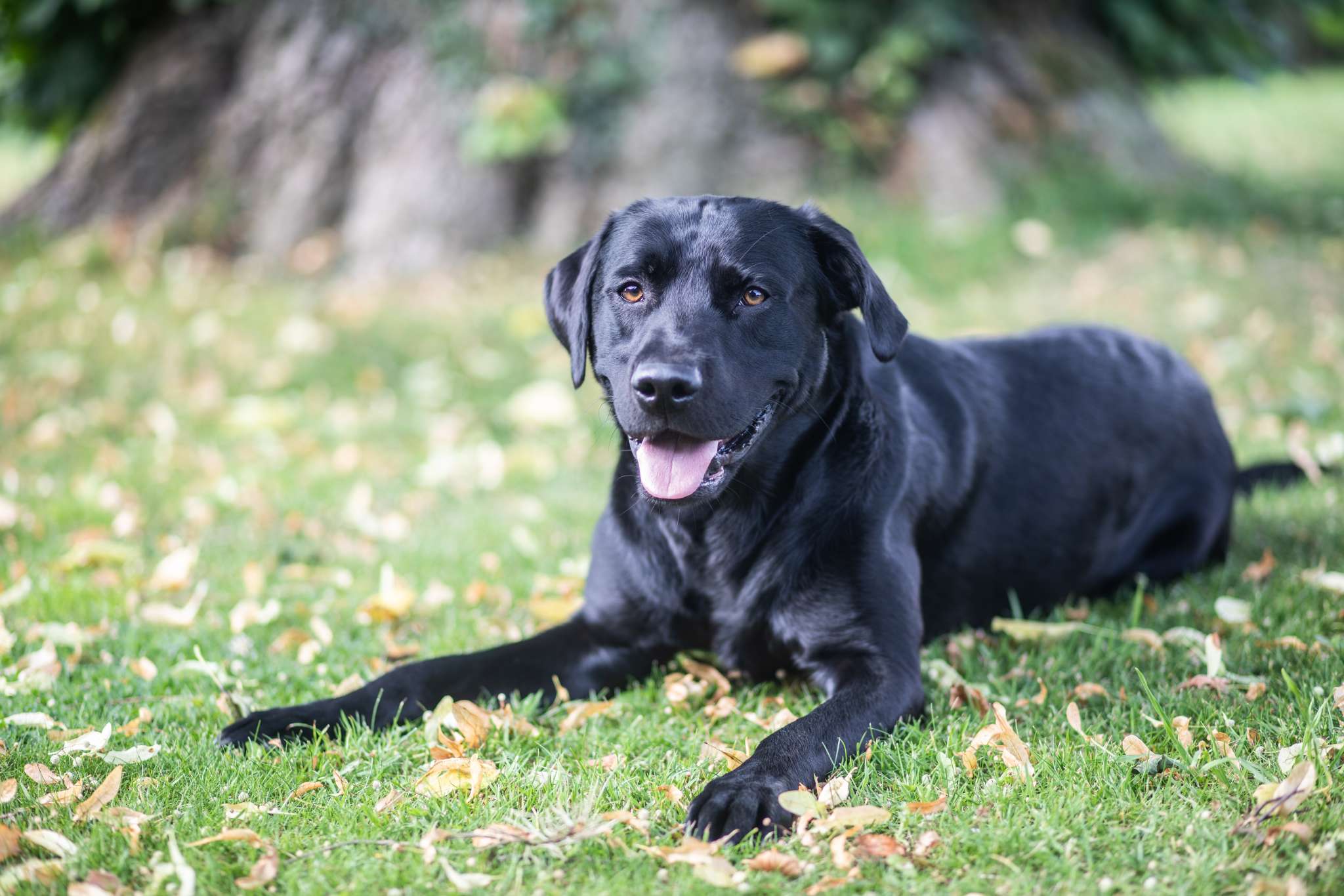 KC Registered Black Labrador Boy - Stud Dog in Warwickshire ...