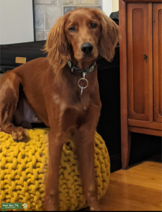 AKC Purebred Male Irish Setter - Stud Dog in Wilmington, North Carolina ...