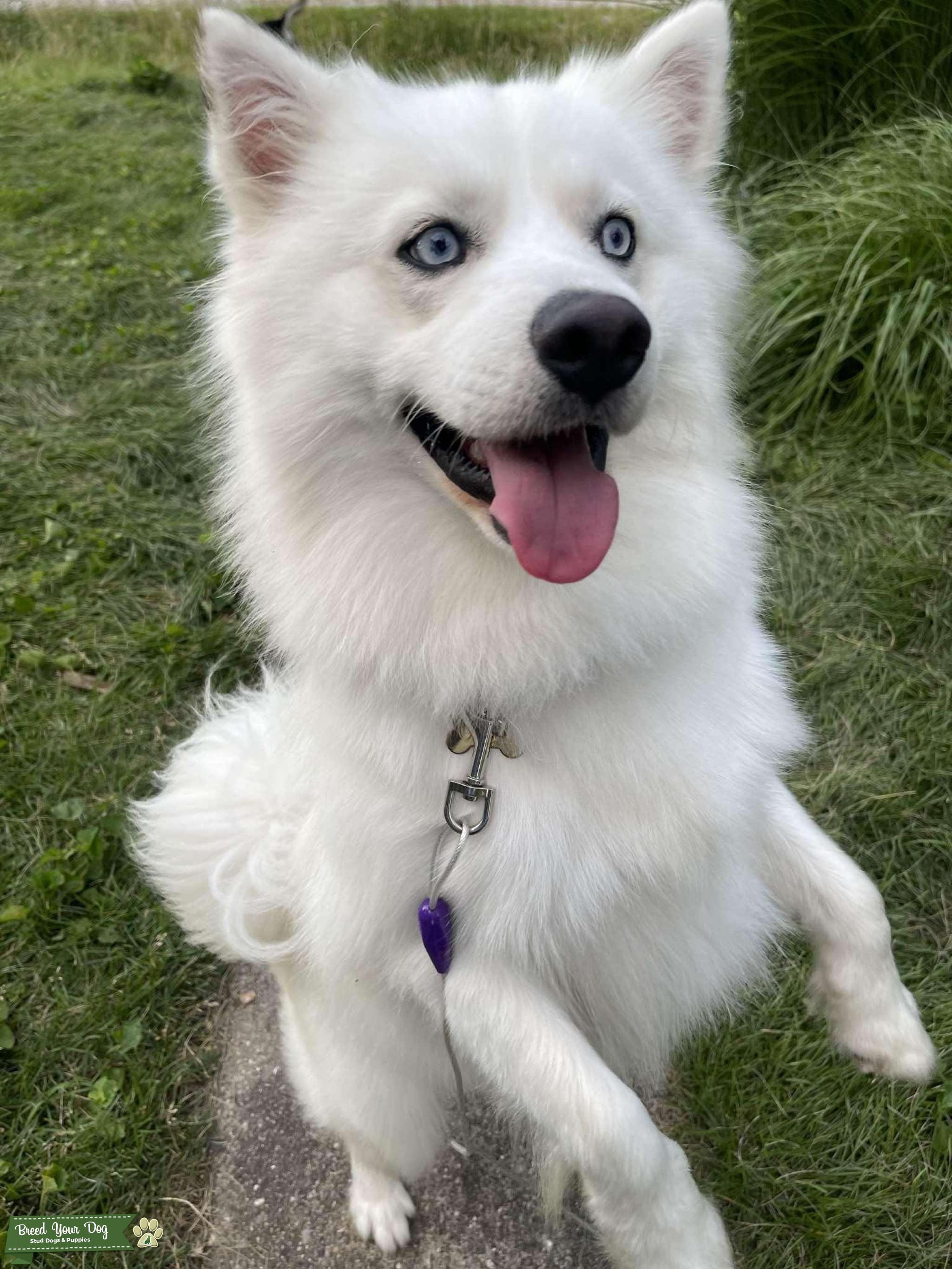 Gorgeous White Pomsky Stud - Stud Dog in Illinois, the United States ...