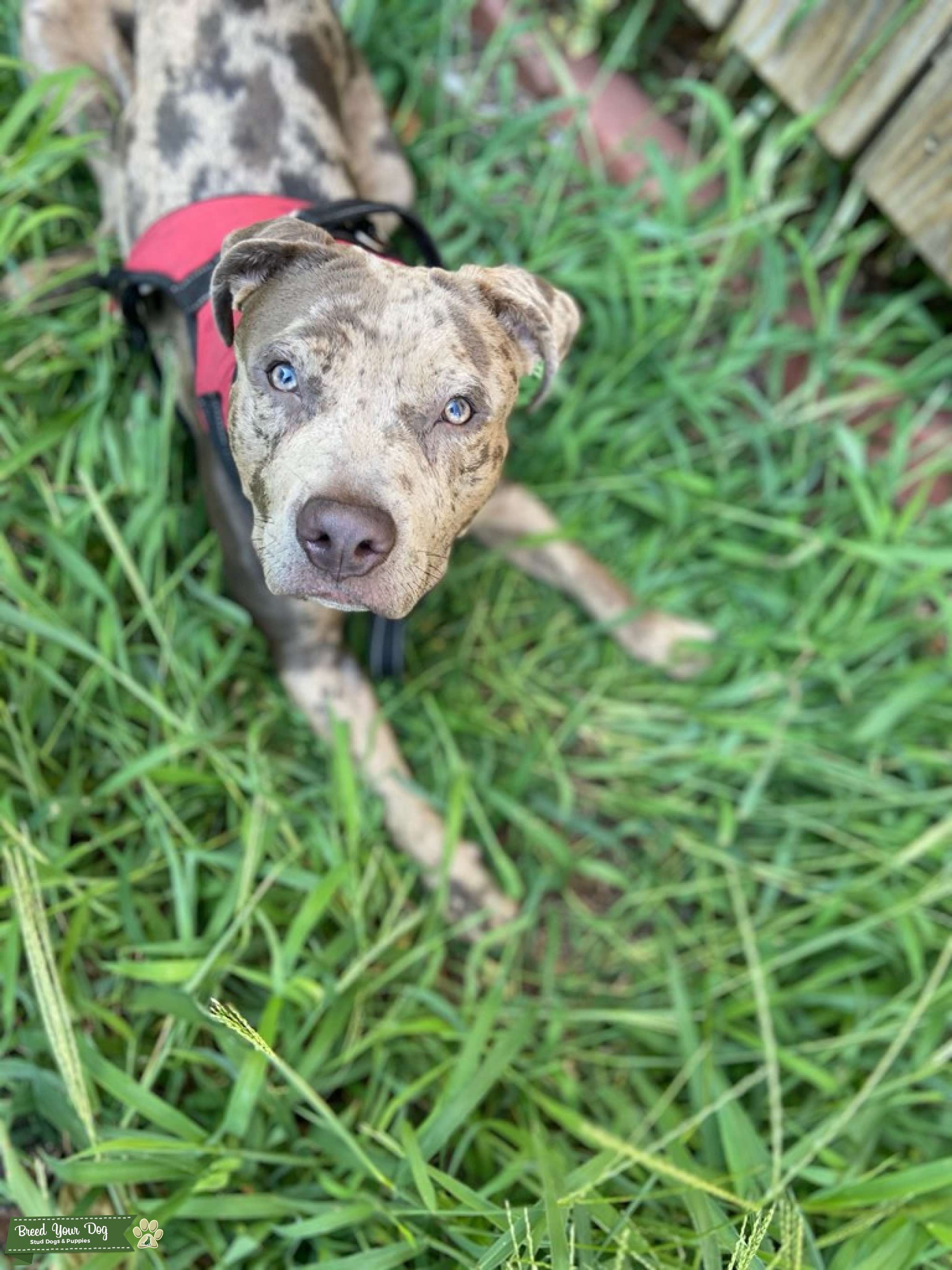 American Bully (Merle) - Stud Dog in Ct , the United States | Breed ...
