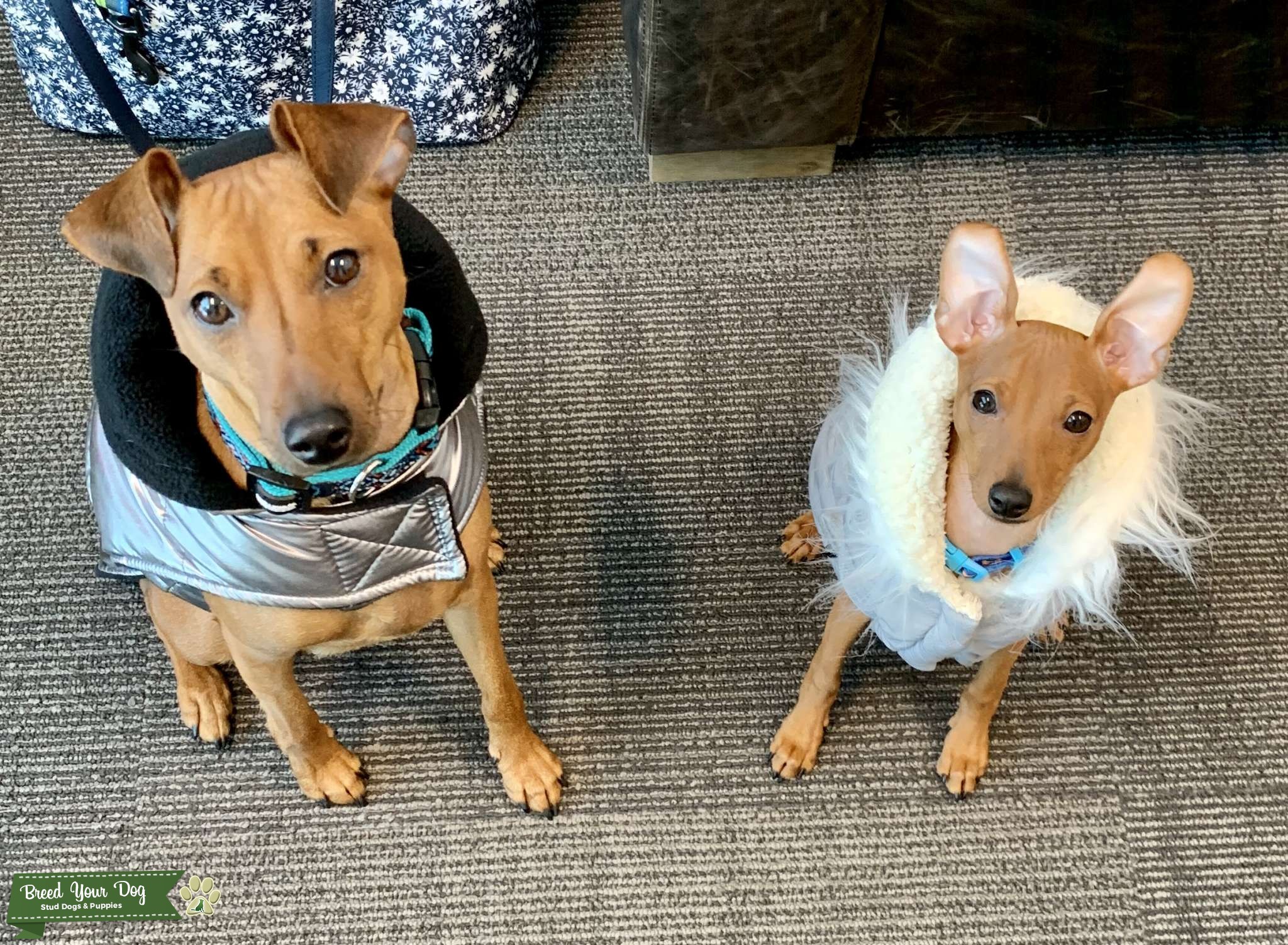 Gorgeous female Red Stag Min Pins need a mate - Stud Dog in California ...