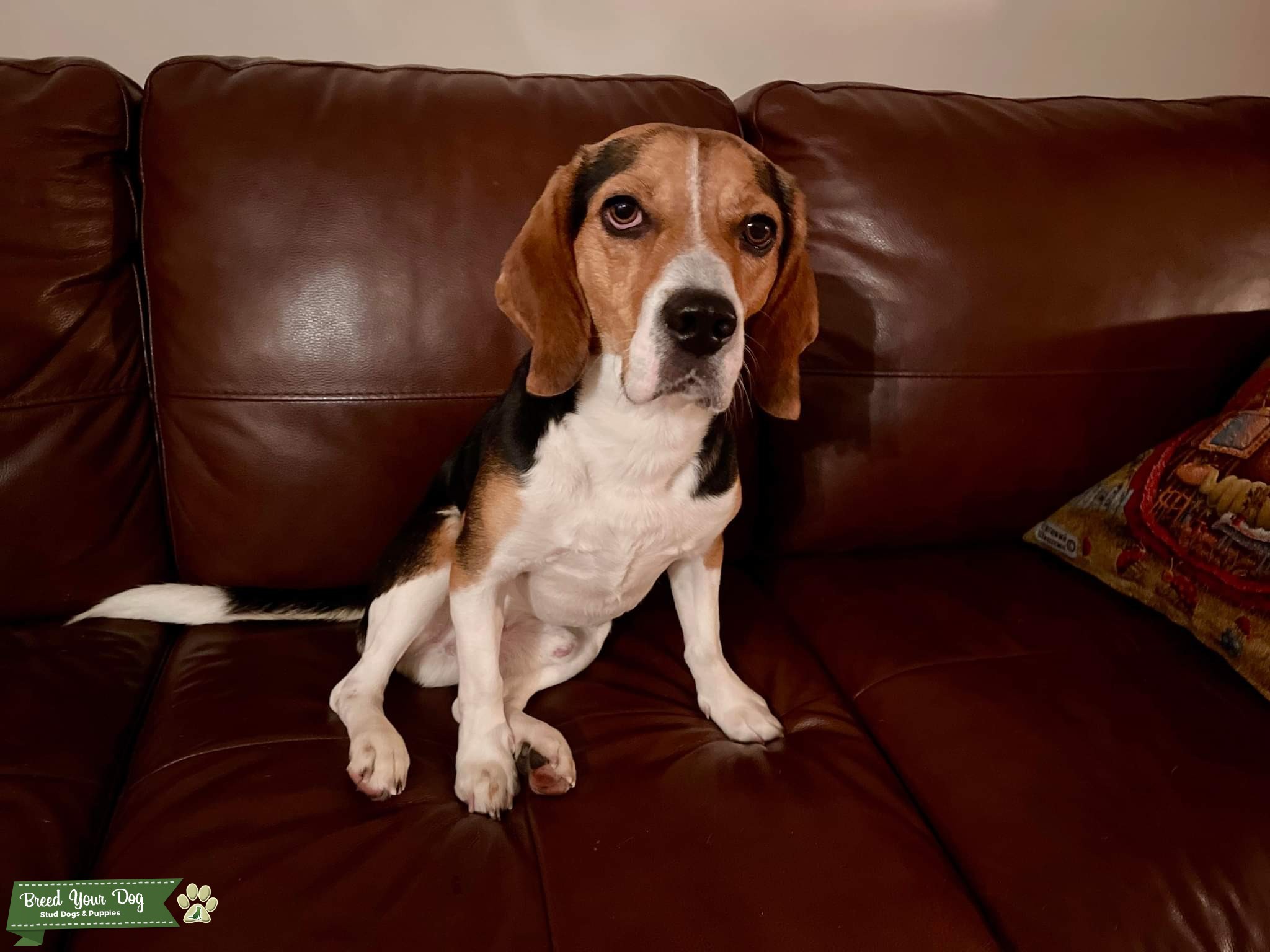 Playful stud beagle - Stud Dog in Massachusets, the United States ...