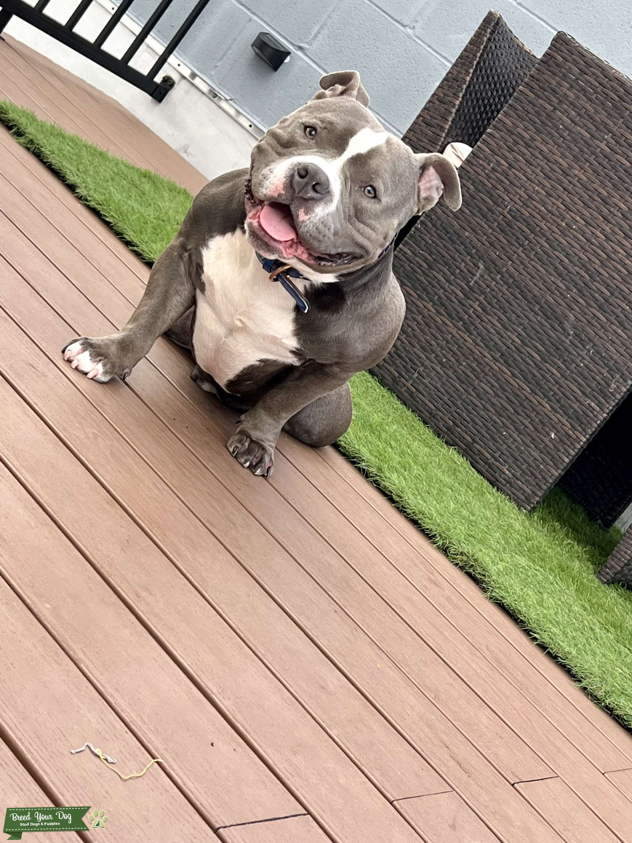 Laylo G ABKC Stud for Girl - Stud Dog in Chicago , Australia | Breed ...