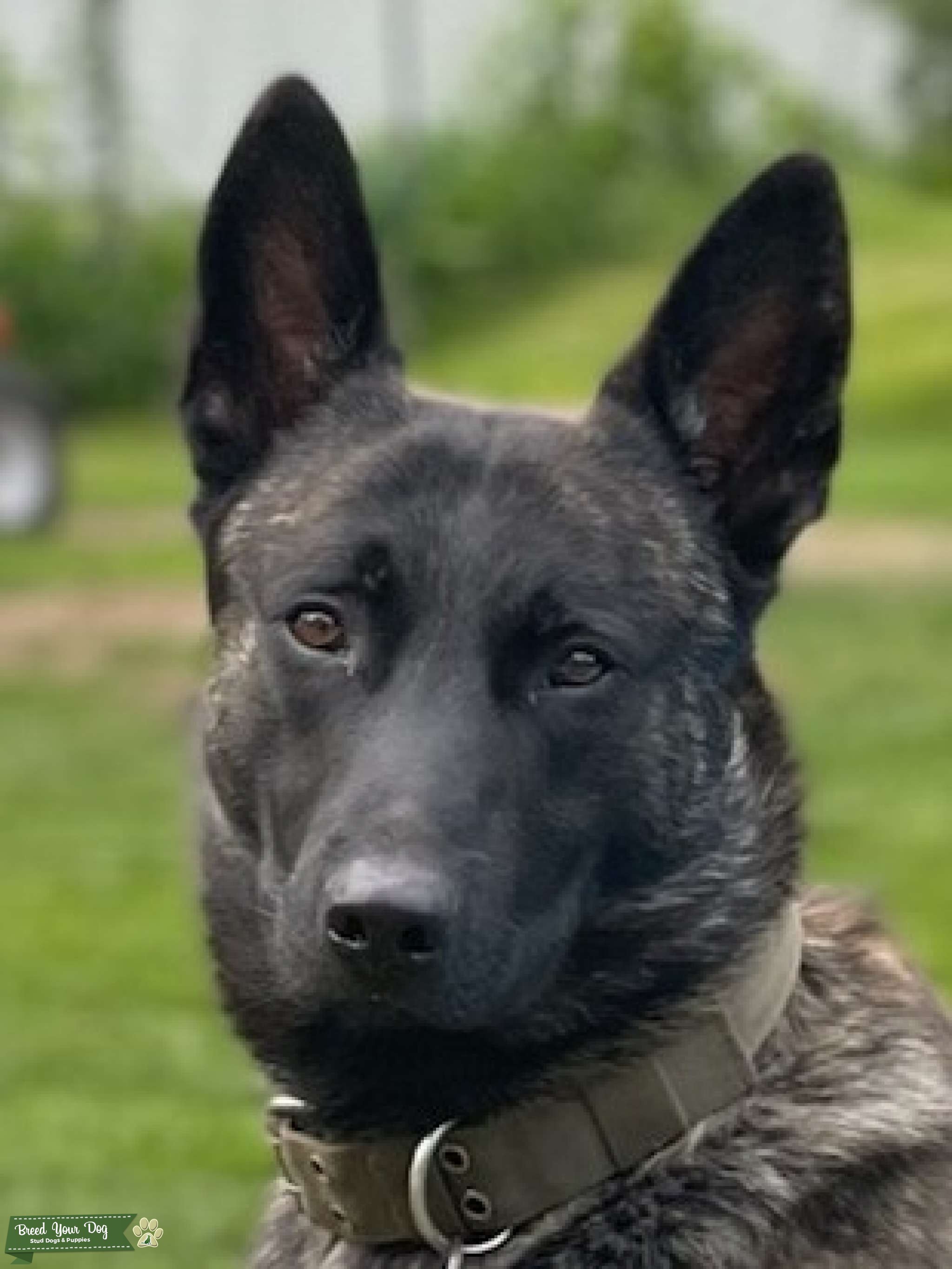 Dutch shepherd - Stud Dog in New Jersey, United States | Breed Your Dog