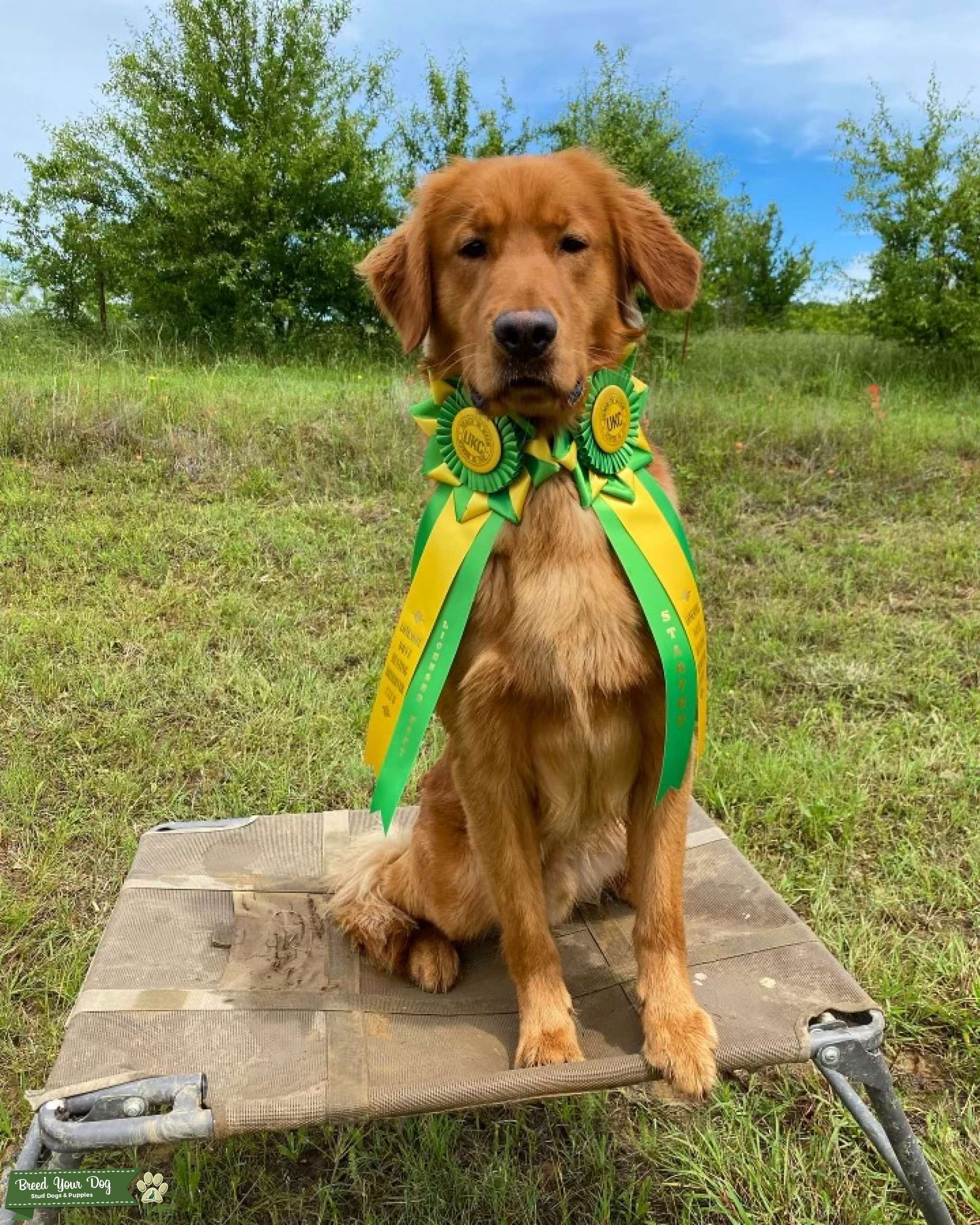 Dark Golden Retriever (Field Bred) - Stud Dog in texas, the United ...