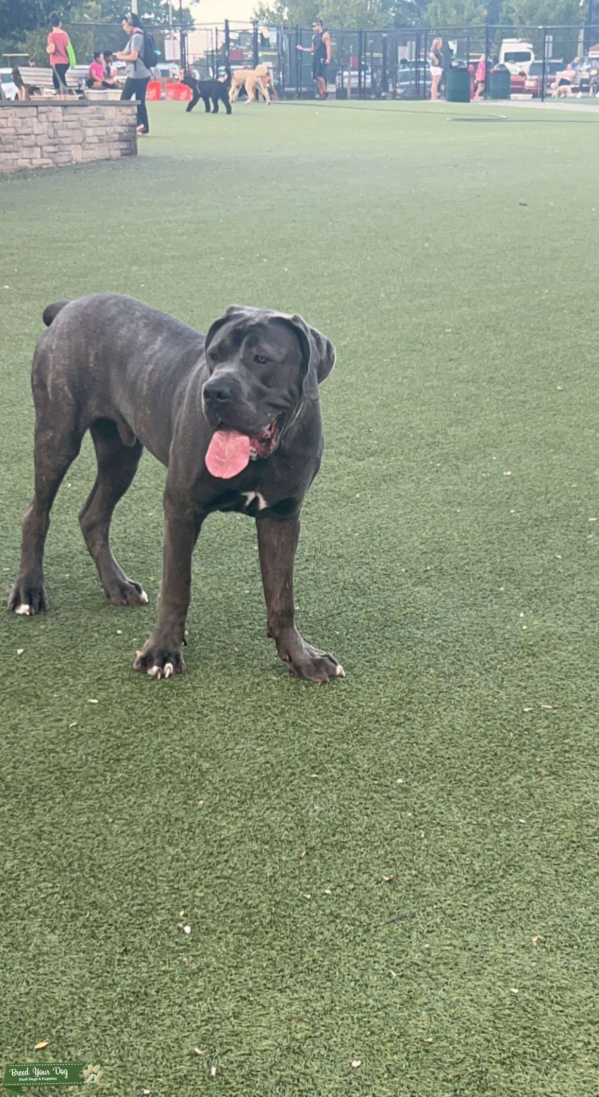 Cane Corso Stud services - Stud Dog in Georgia , the United States ...