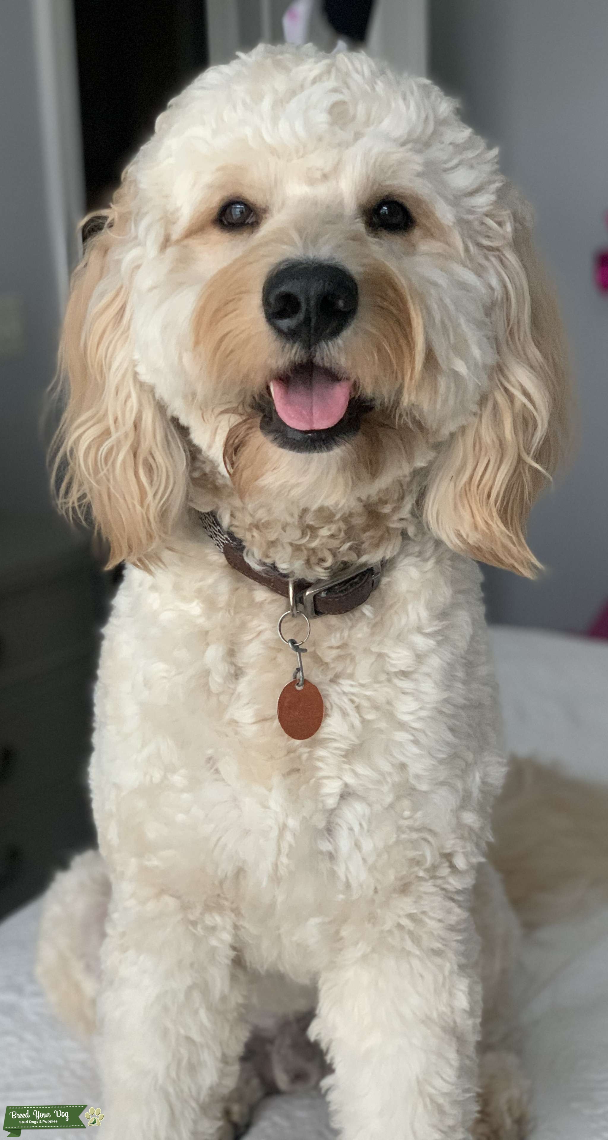 A Southern Stud - Stud Dog in AL, the United States | Breed Your Dog