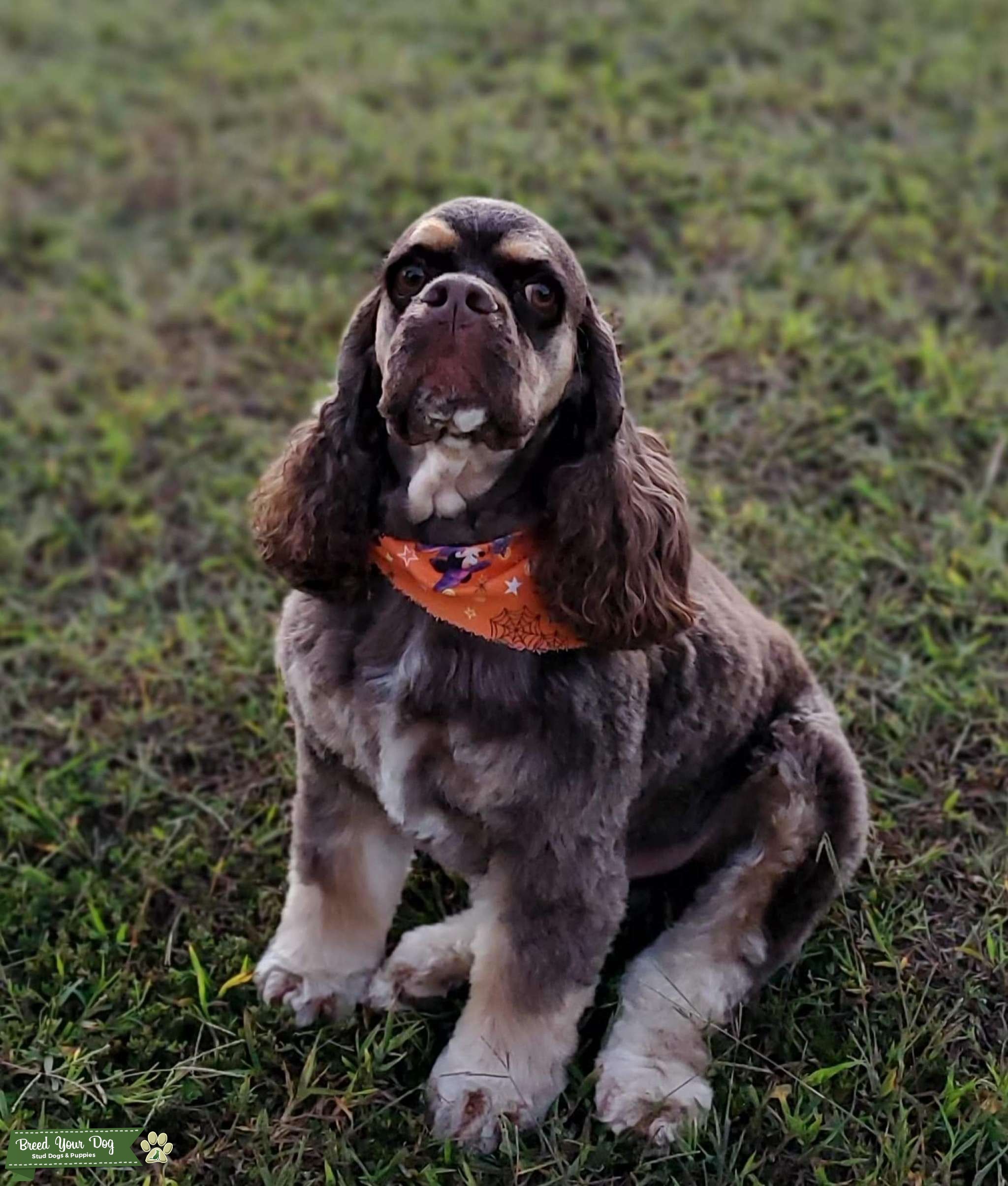 American Cocker Spaniel Stud - Stud Dog in Oklahoma, the United States ...