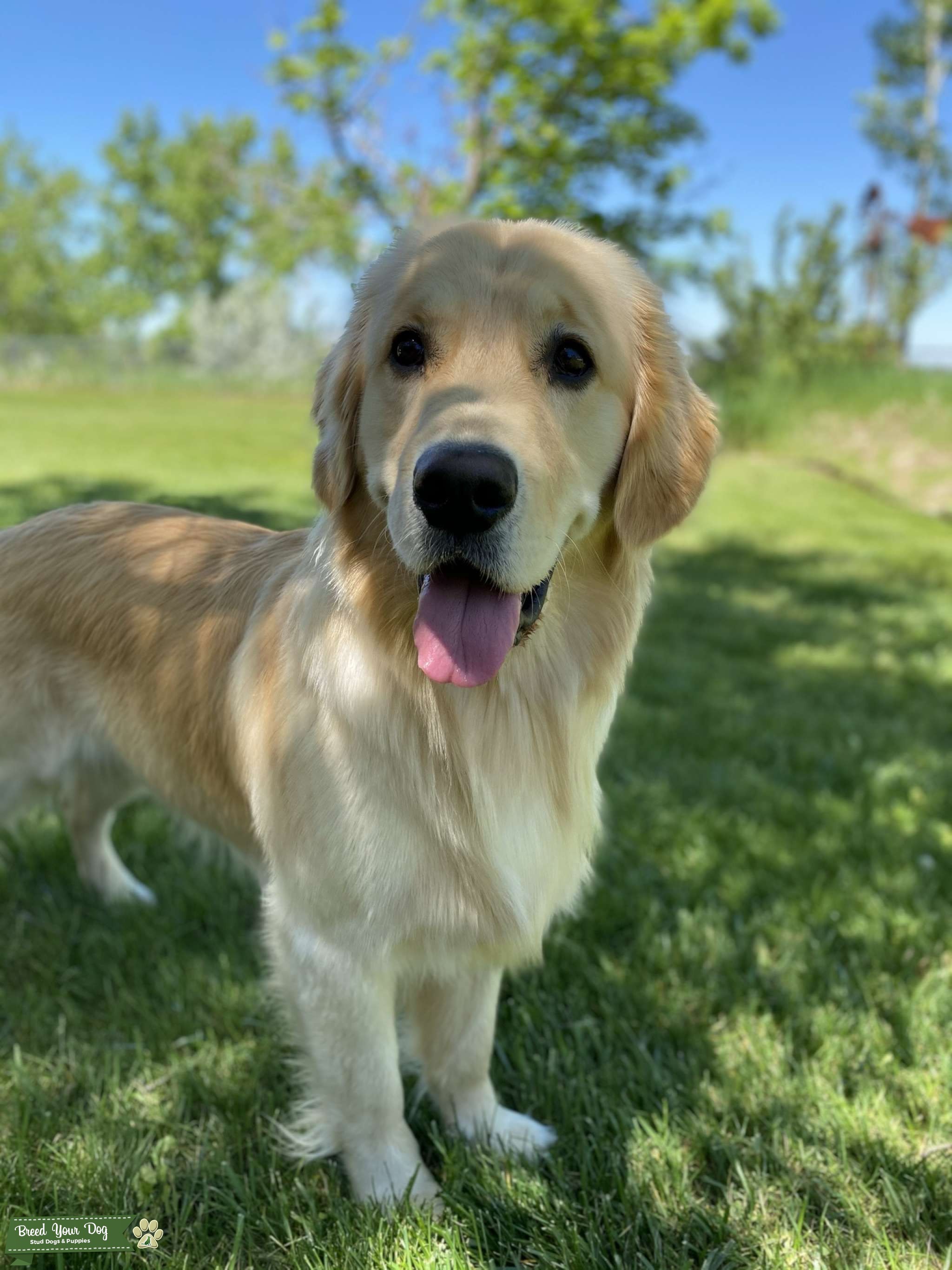 AKC Golden Retriever Male - Stud Dog Denver, CO - Breed Your Dog