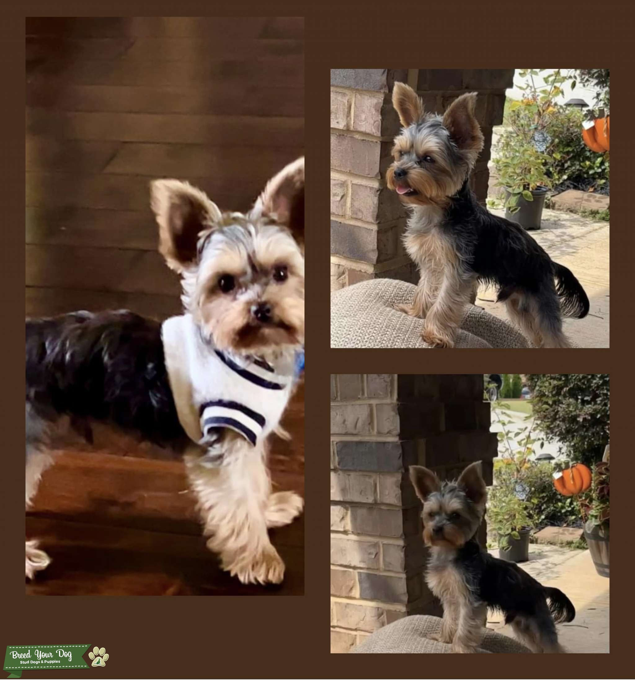 Teacup Yorkie ready for stud! - Stud Dog in Upstate South Carolina ...