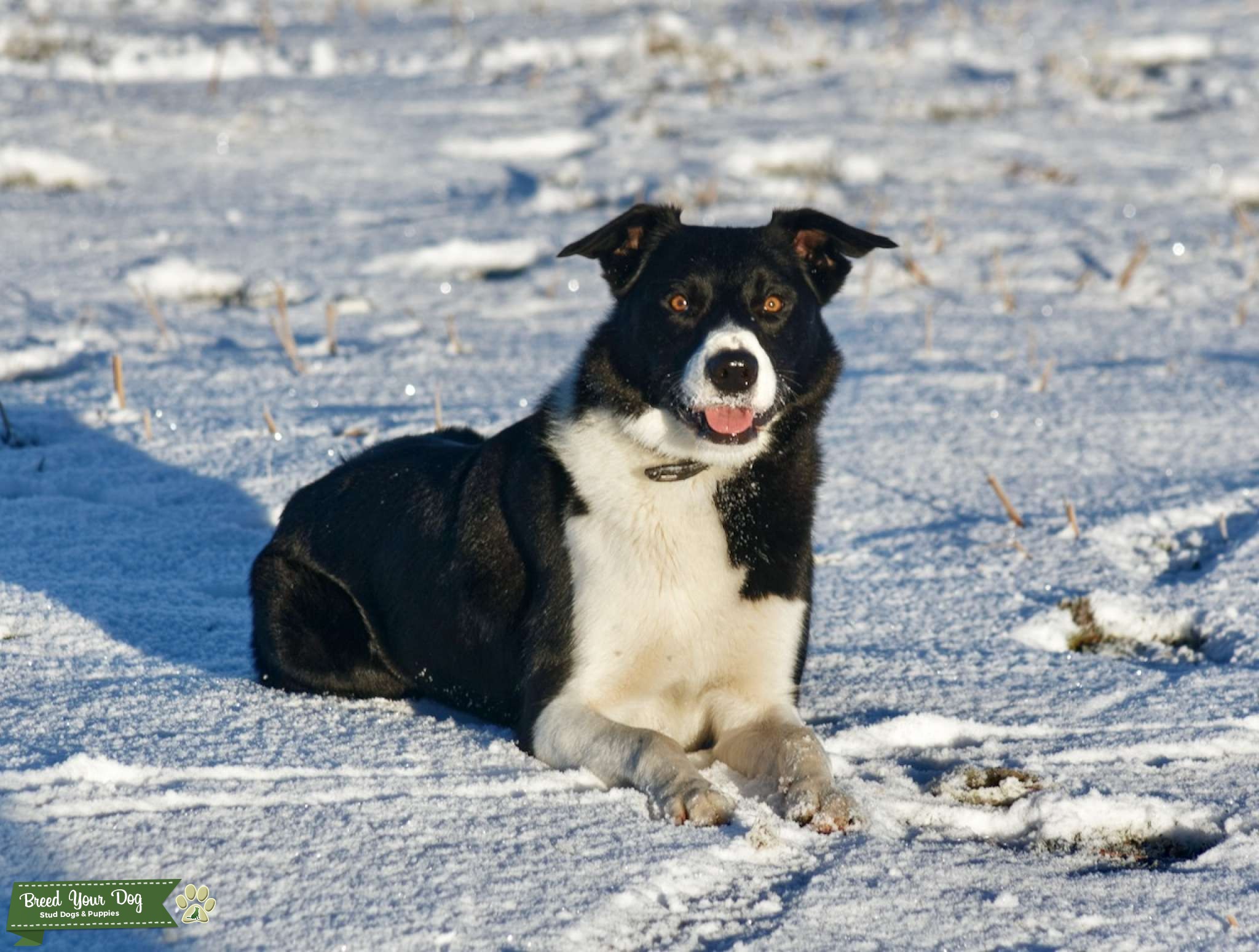 KC Registered Border Collie - Stud Dog in Cumbria, the United Kingdom ...