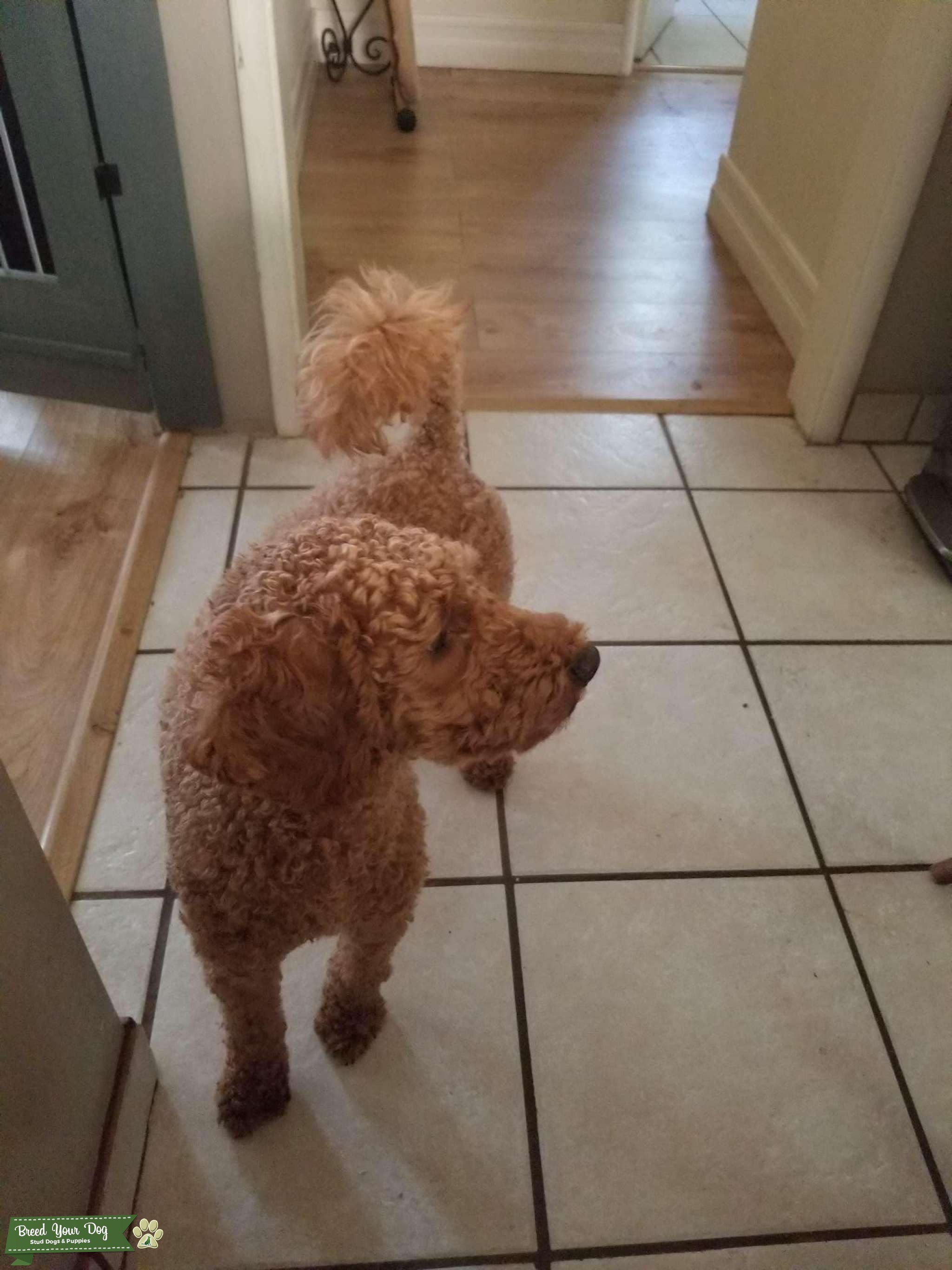 Mini poodle - Stud Dog in ca, the United States | Breed Your Dog