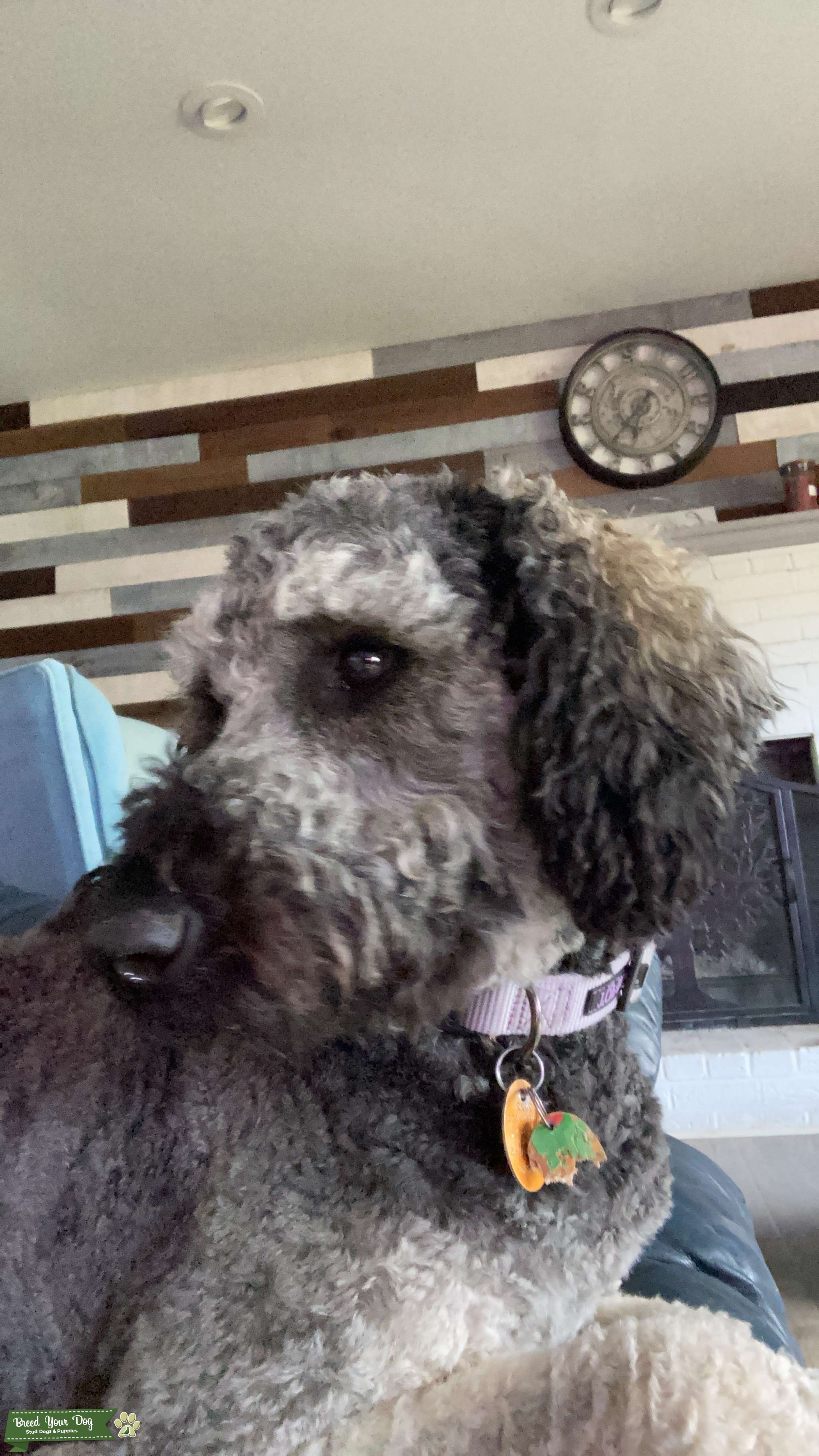 Goldendoodle phantom color - Stud Dog in Southeast, the United States ...