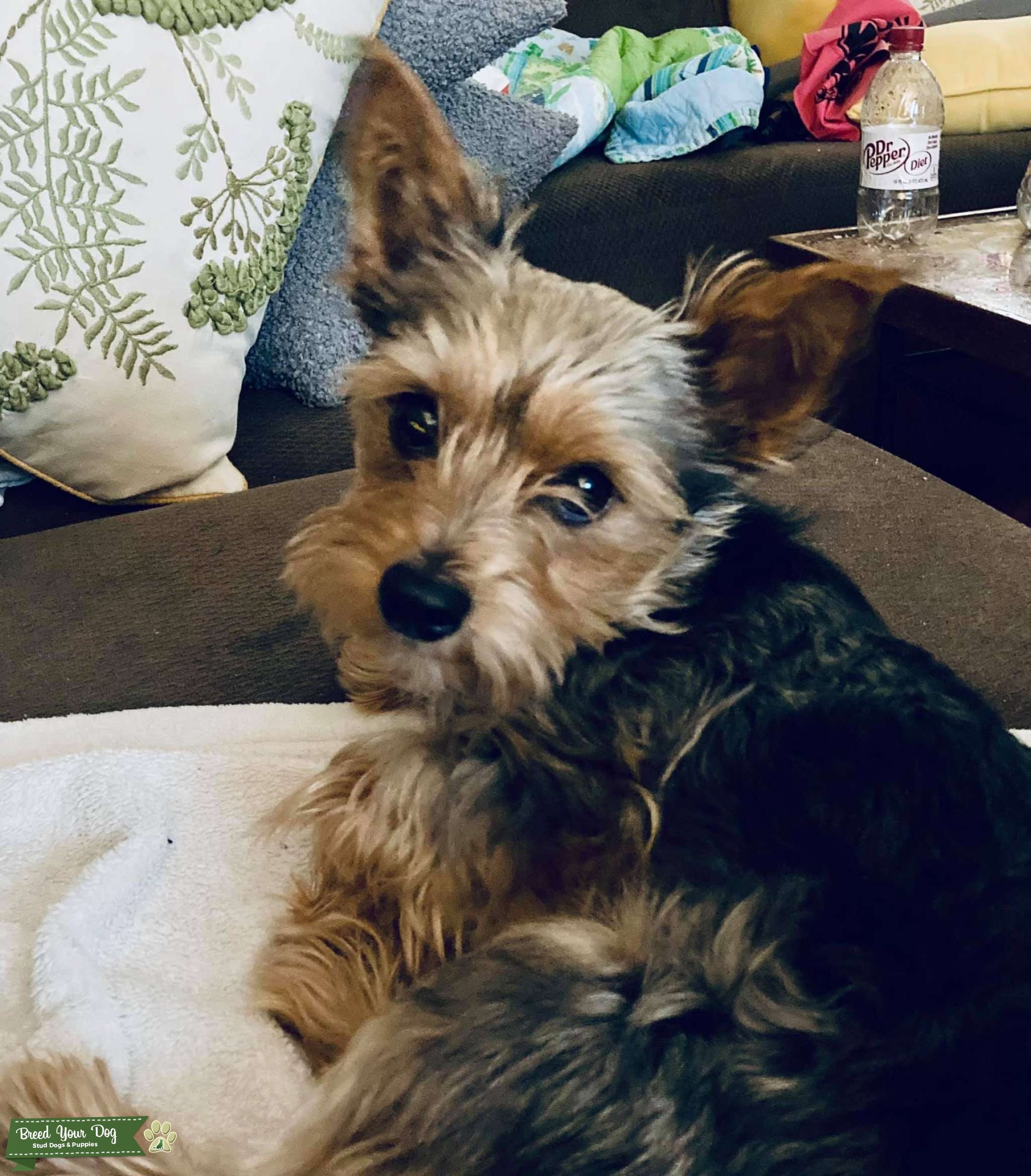 Traditional Yorkie - Stud Dog in Florida, the United States | Breed ...