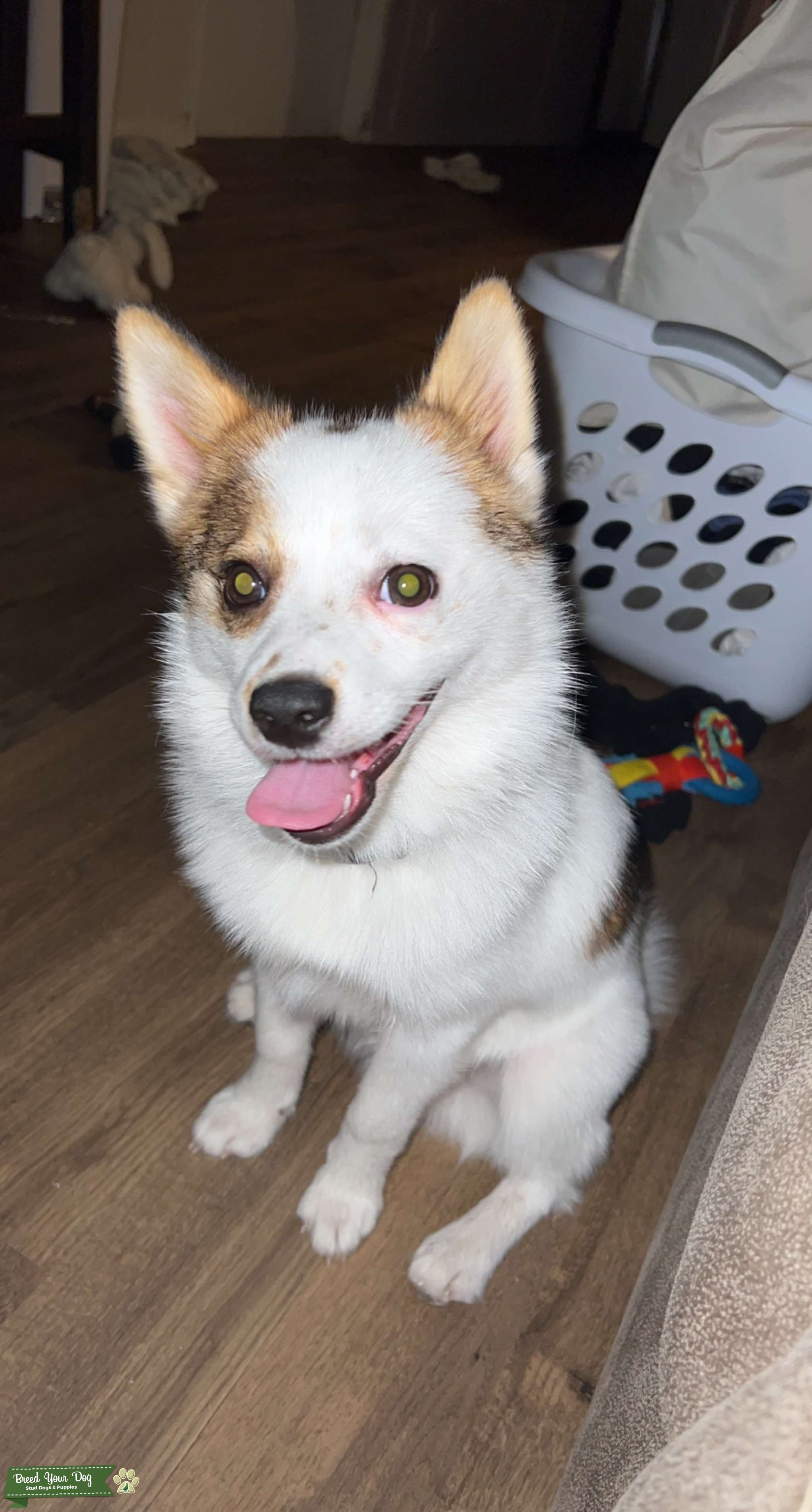 Pomsky White/Brown - Stud Dog Louisiana - Breed Your Dog