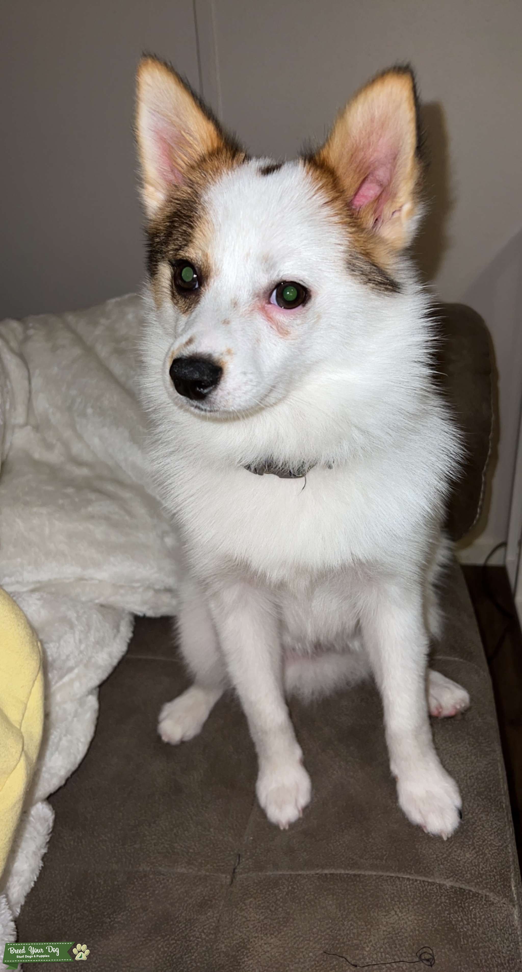 Pomsky White/Brown - Stud Dog Louisiana - Breed Your Dog