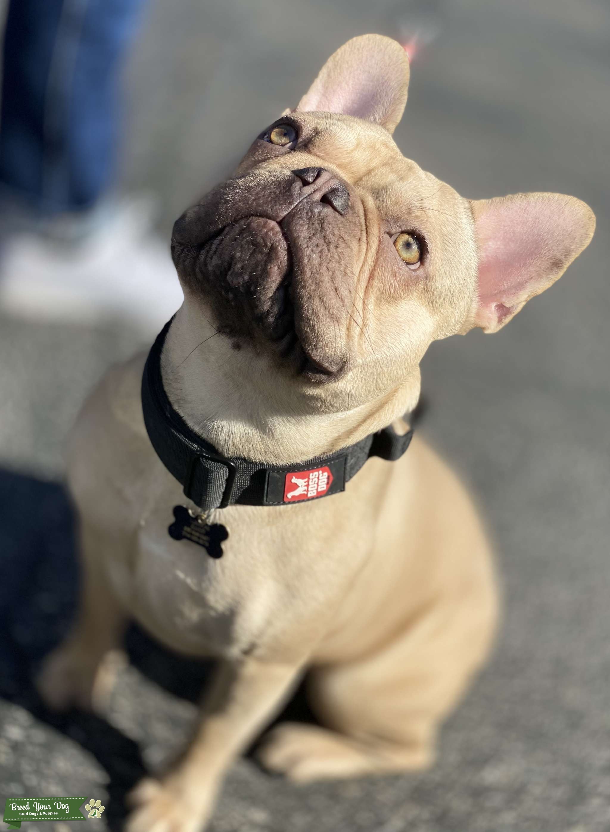 AKC Chocolate Sable Fawn Frenchie - Stud Dog in California, the United ...