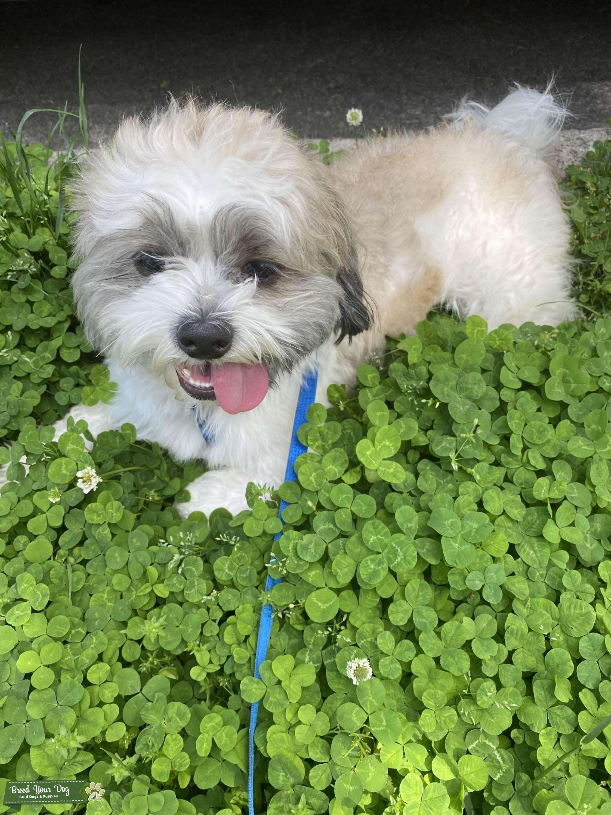 Beautiful Shih Tzu - Stud Dog in Pennsylvania , the United States ...