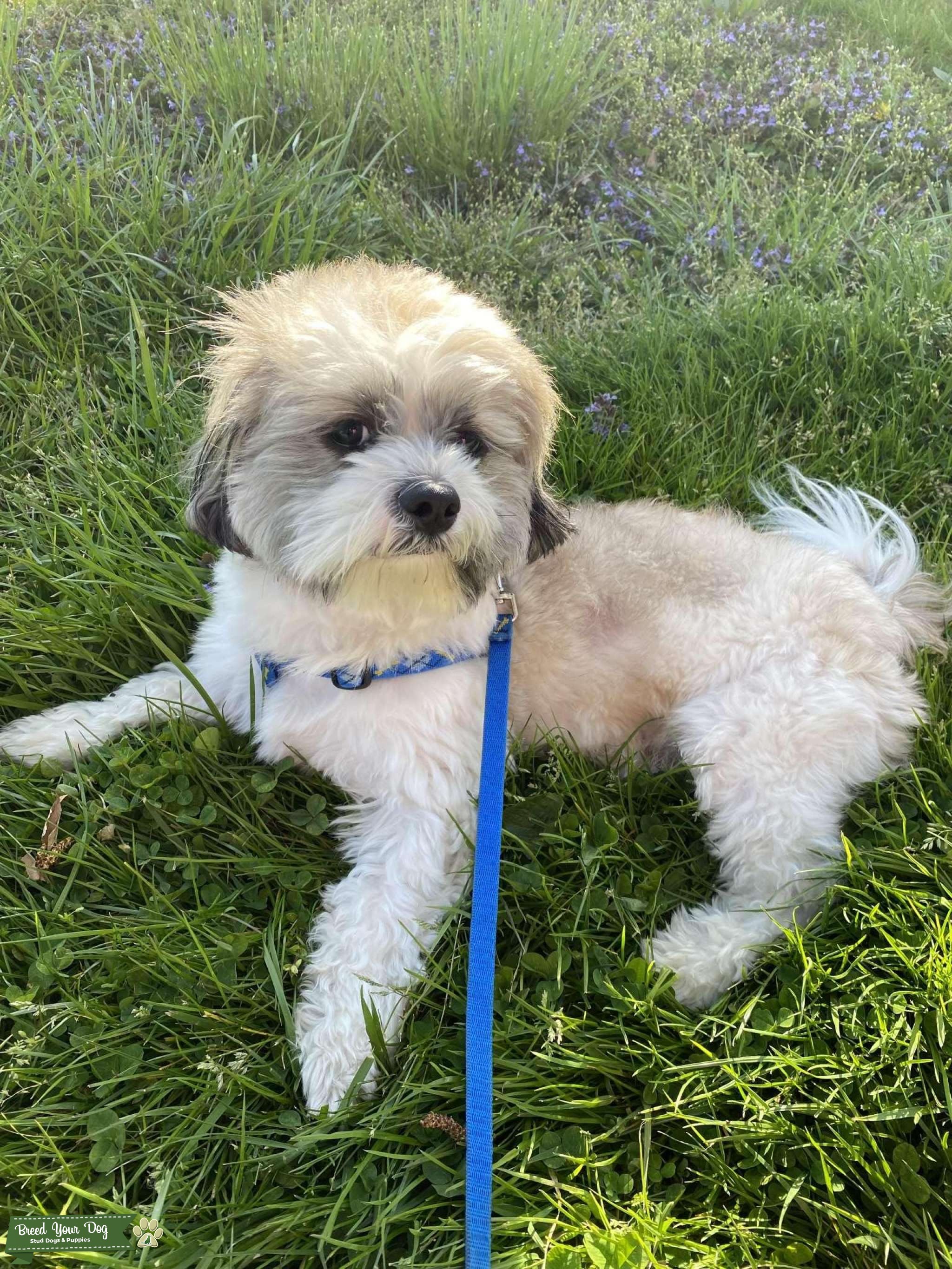 Beautiful Shih Tzu - Stud Dog in Pennsylvania , the United States ...