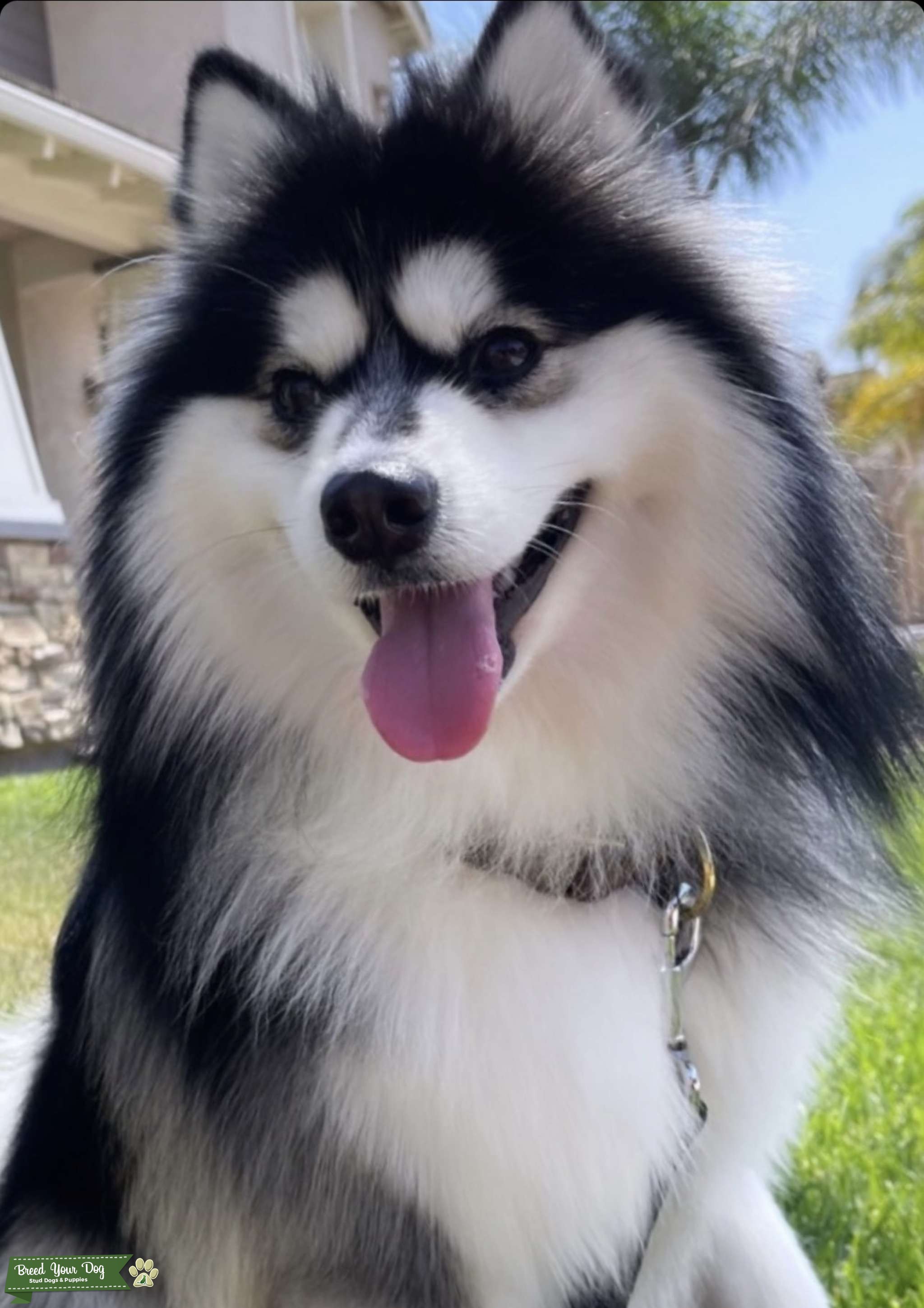 F3 POMSKY STUD - Stud Dog in California , the United States | Breed ...