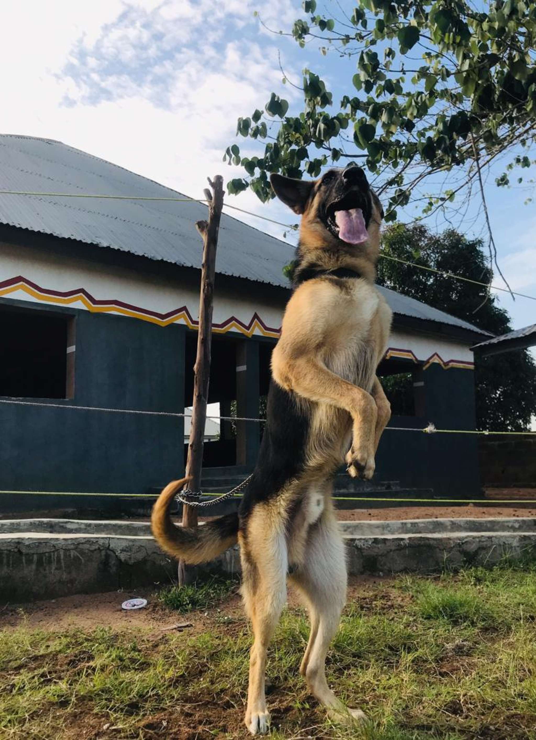 Saddleback German Shepherd Dog - Stud Dog in Oyo State , Nigeria ...