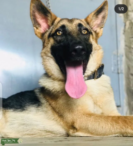 Saddleback German Shepherd Dog - Stud Dog in Oyo State , Nigeria ...