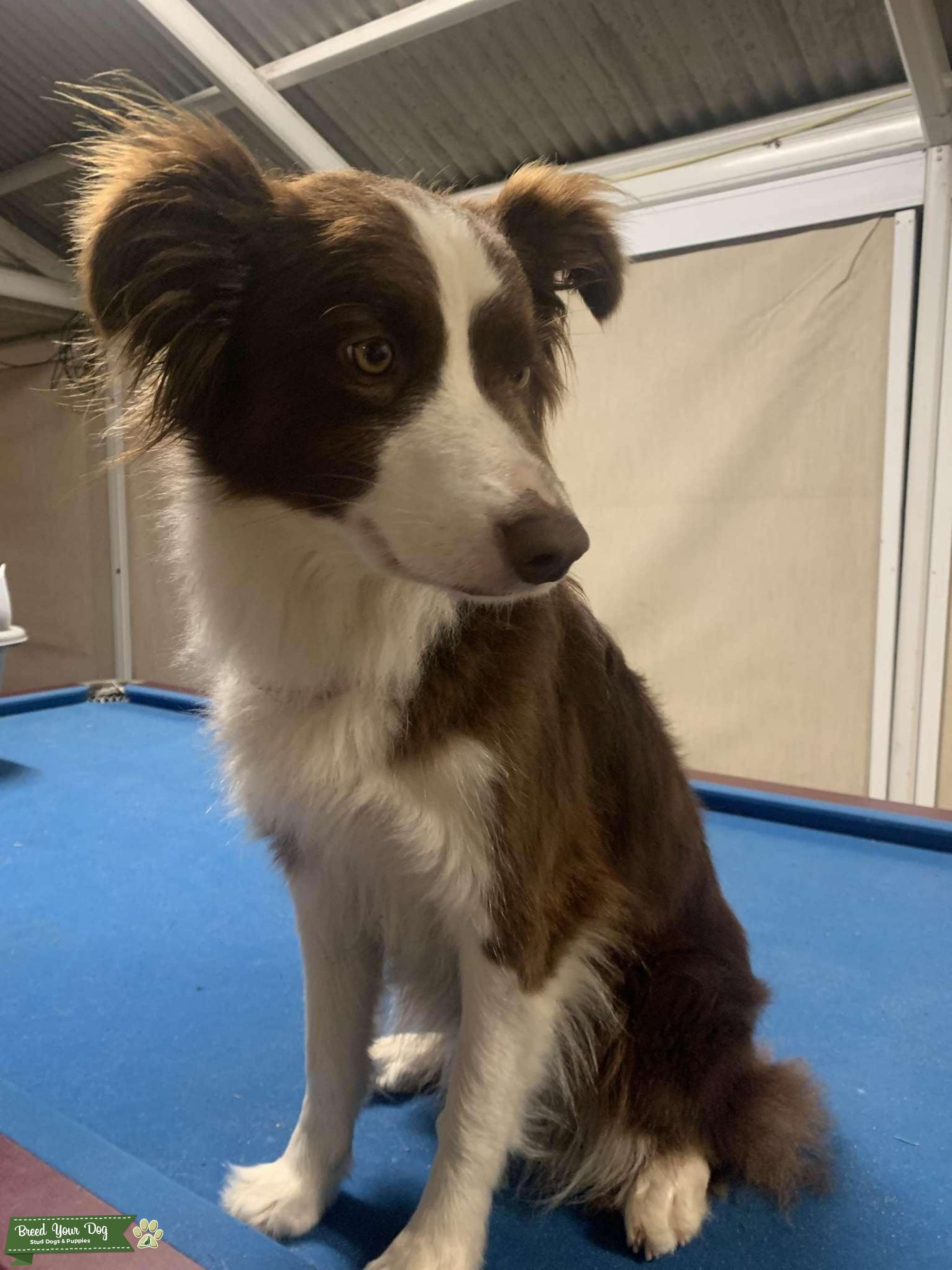 Breed with male Pure Border Collie - Stud Dog in Australind , the ...