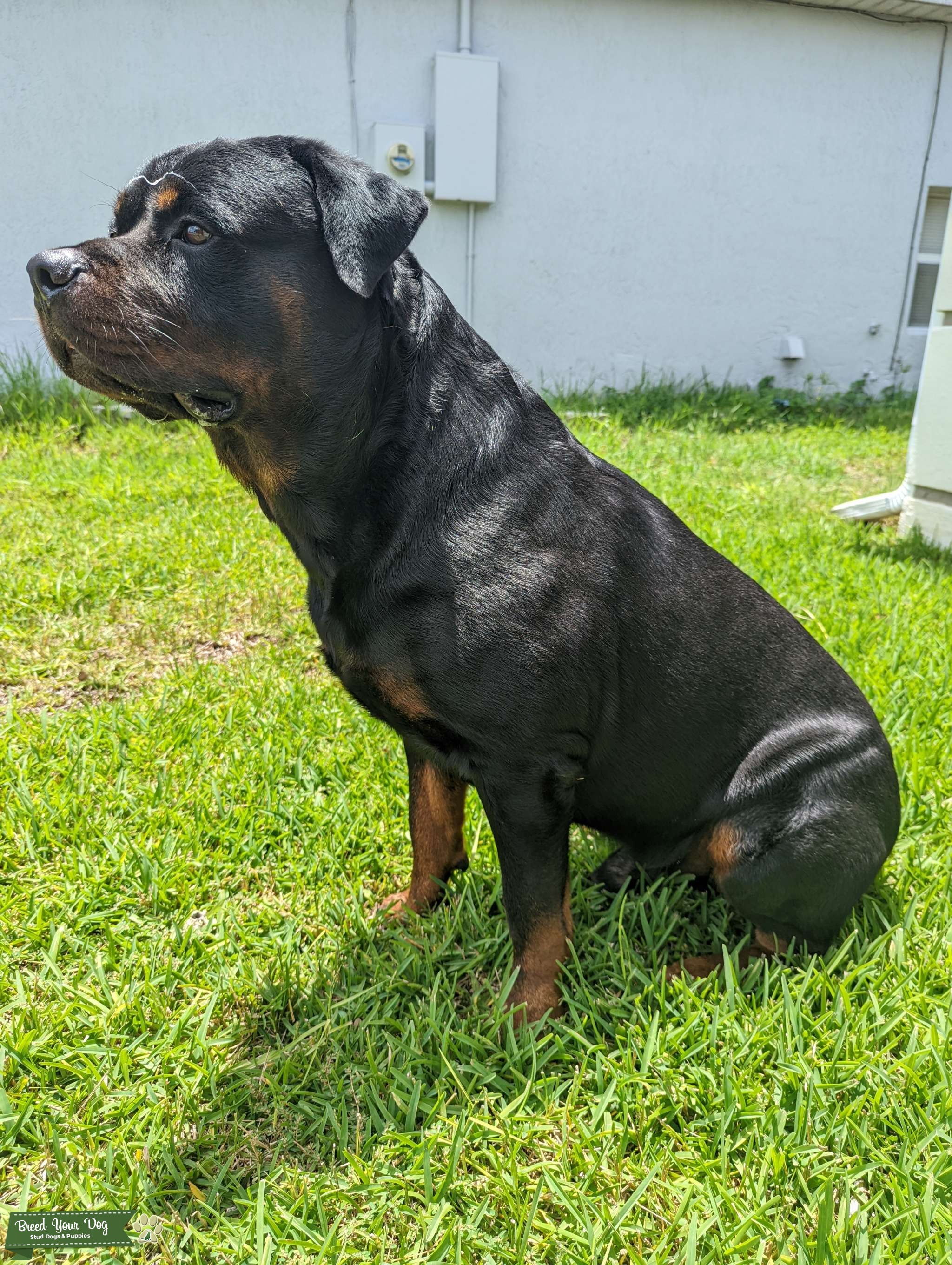 Pure bred Rottweiler AKC Full Rights - Stud Dog in USA , the United ...