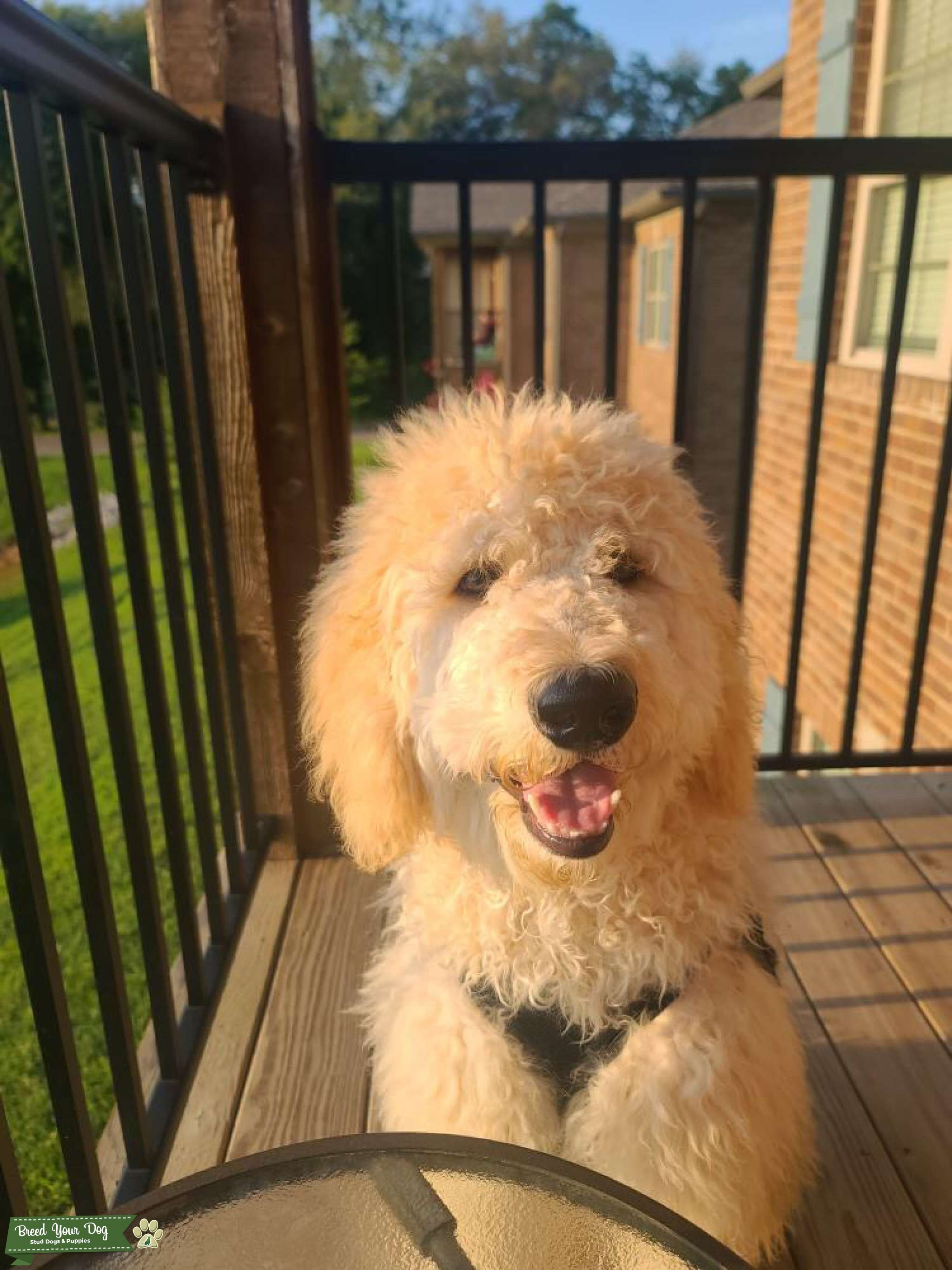 Large Goldendoodle - Stud Dog in South, United States | Breed Your Dog
