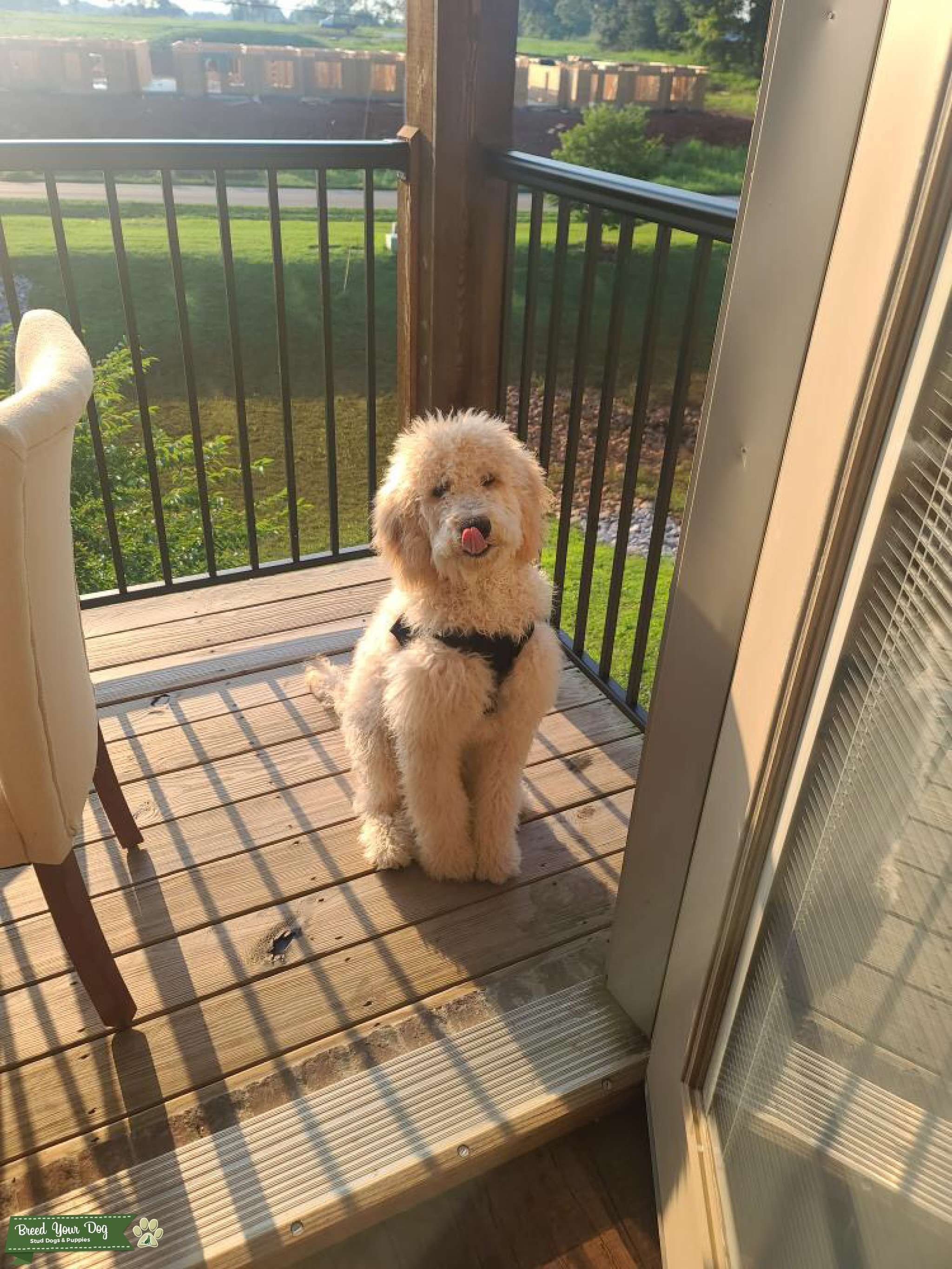 Large Goldendoodle - Stud Dog in South, United States | Breed Your Dog