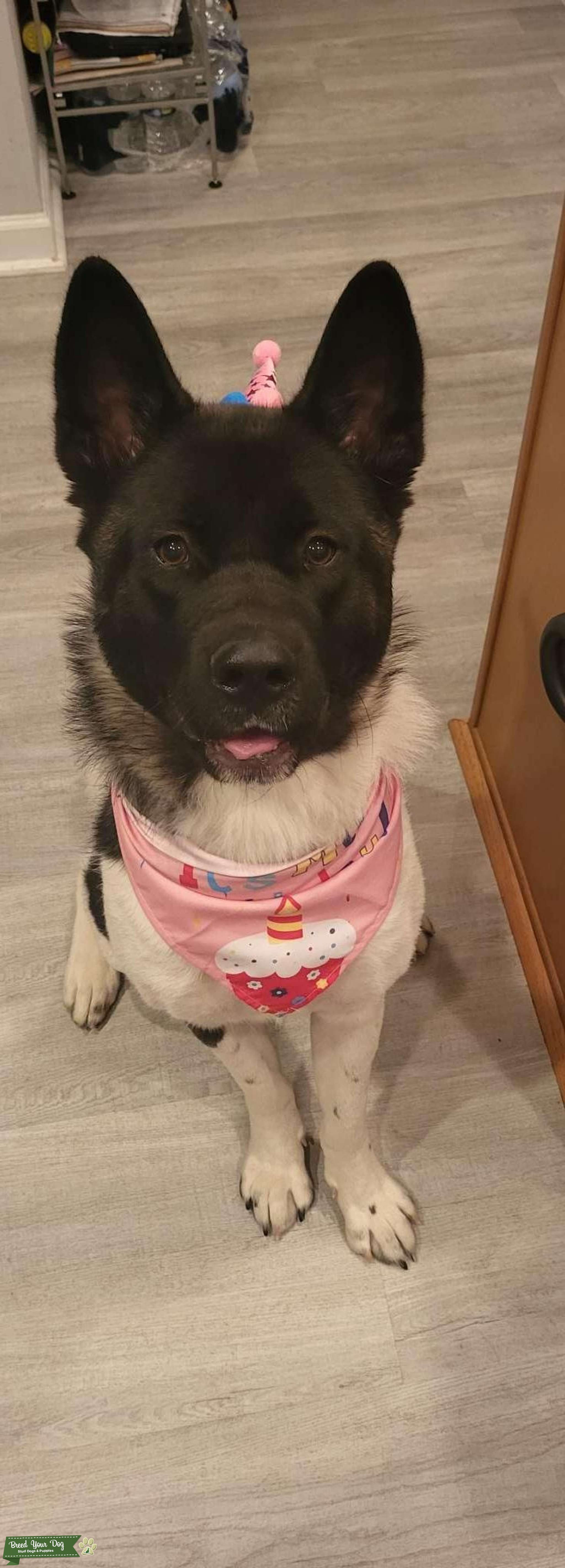 Female Akita for Breeding - Stud Dog DE - Breed Your Dog