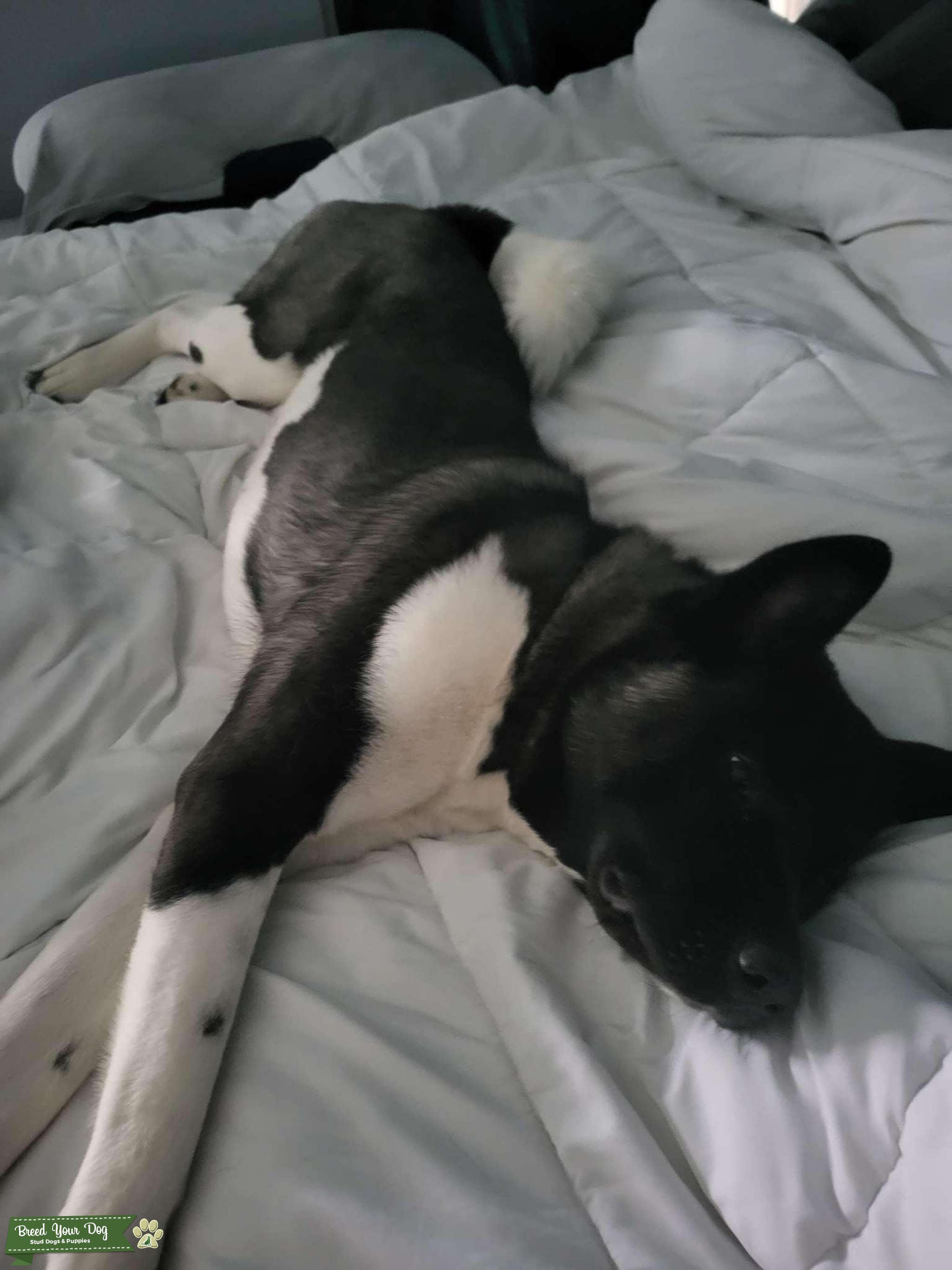 Female Akita for Breeding - Stud Dog DE - Breed Your Dog