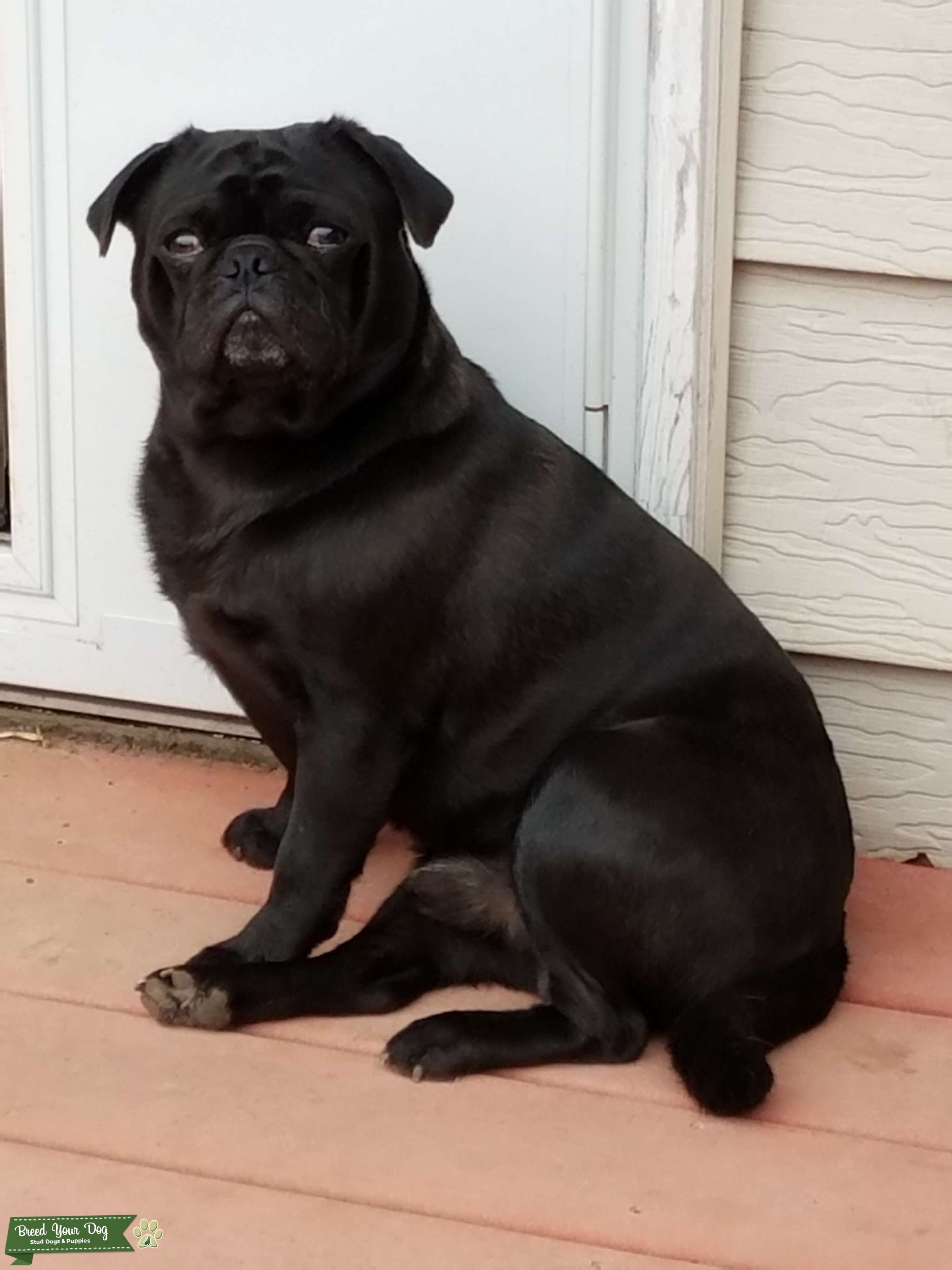 Purebred Pug Stud for Hire - Stud Dog in Midwest, United States | Breed ...