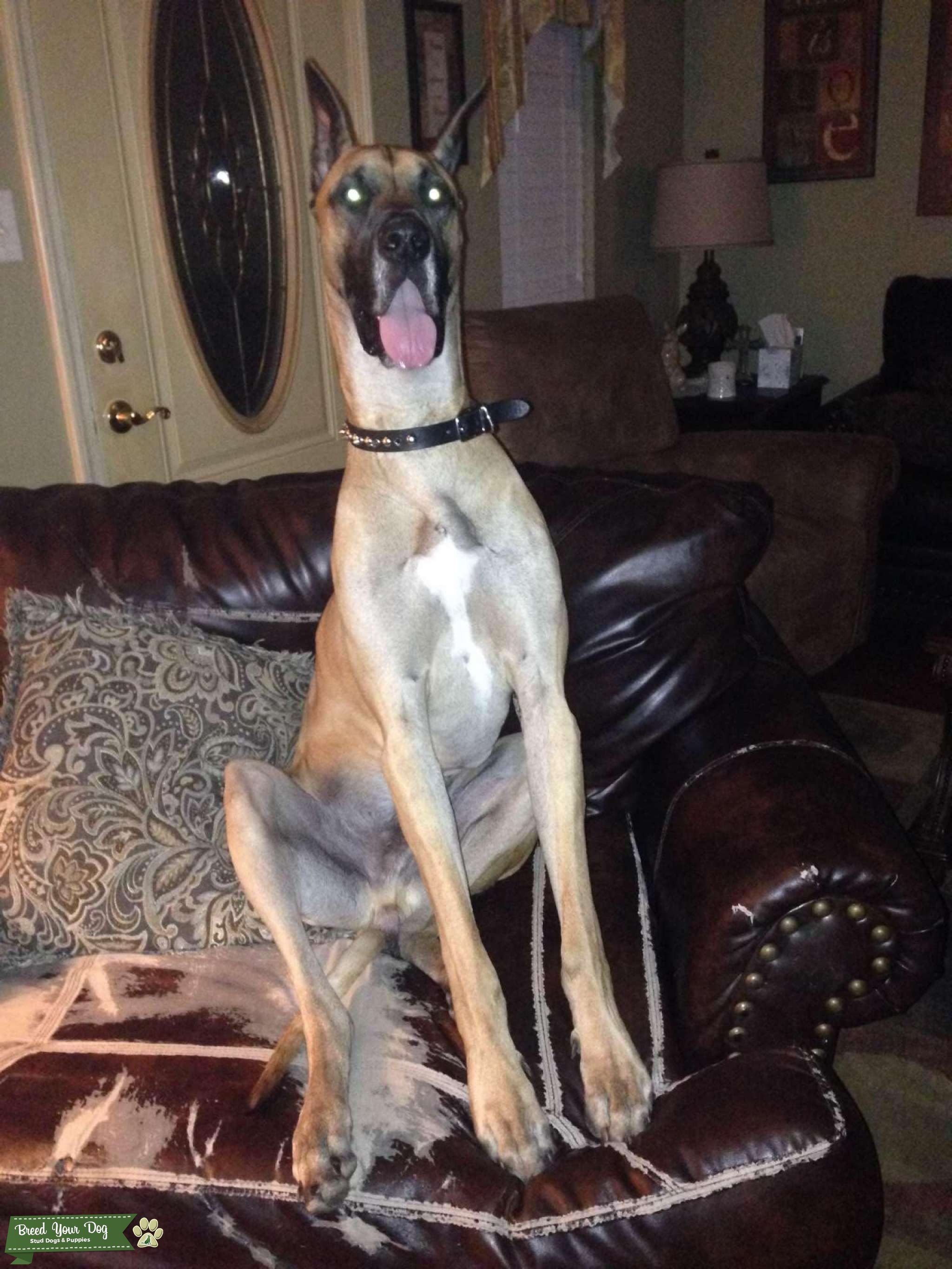Faun Great Dane Stud - Stud Dog in Alabama, United States | Breed Your Dog