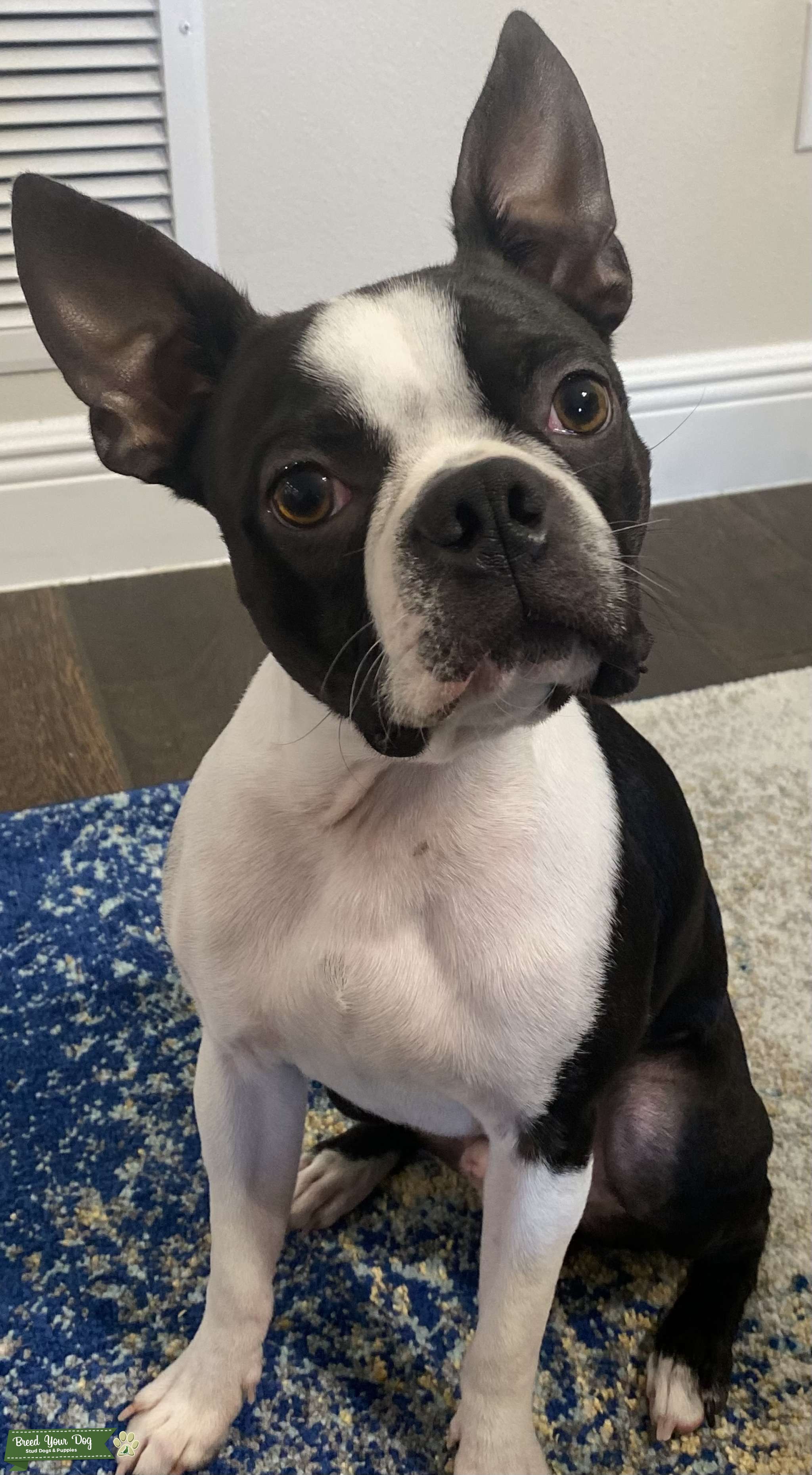 Boston Terrier Stud Available - Stud Dog in Florida , United States ...