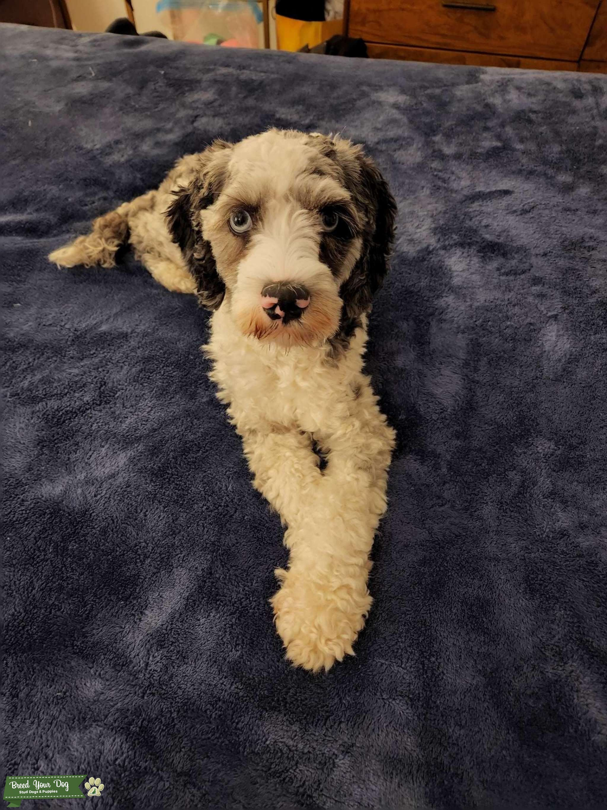 Blue Merle Cockapoo with Sweet Tempermate Looking for The One - Stud ...