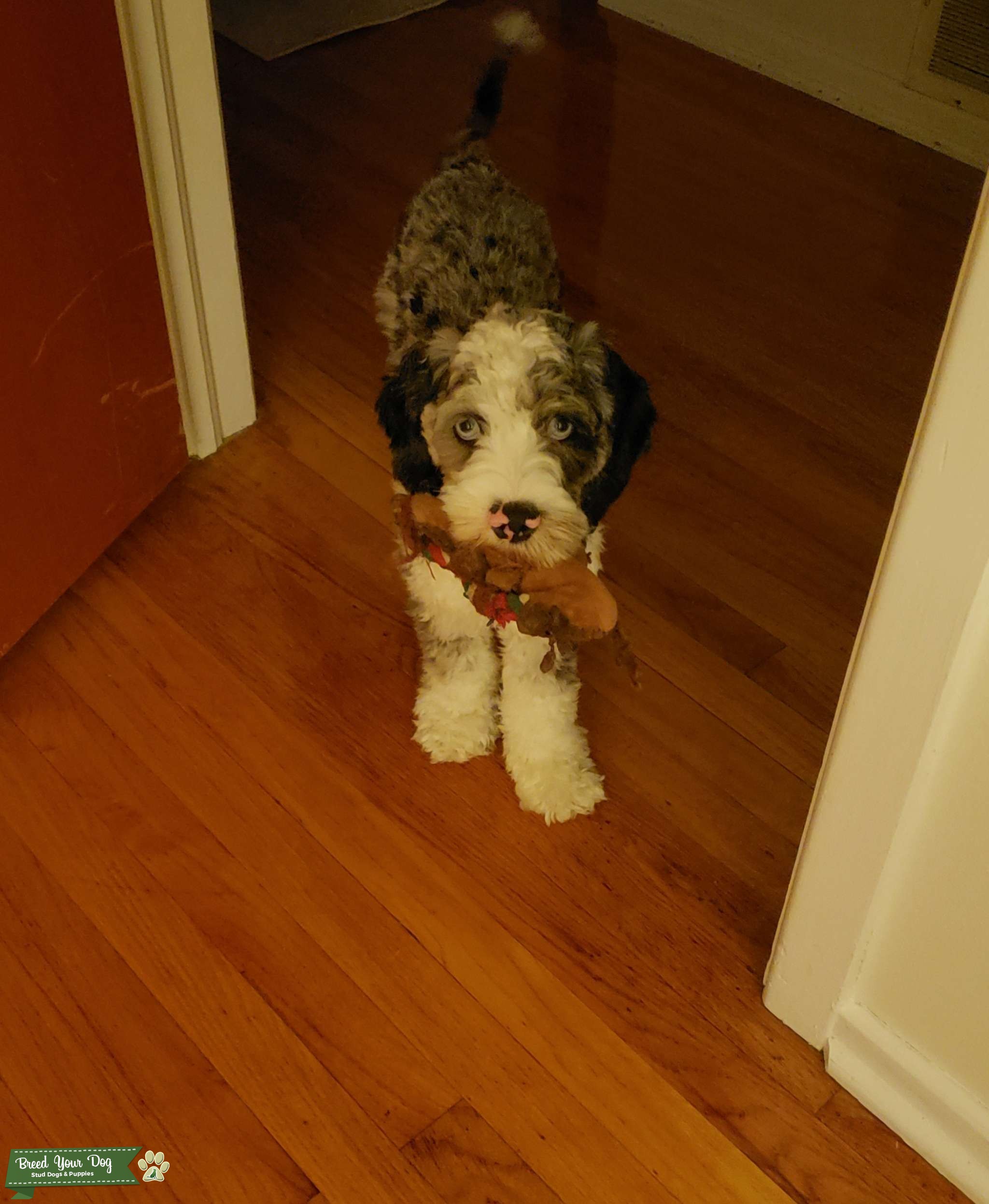 Blue Merle Cockapoo with Sweet Tempermate Looking for The One - Stud ...