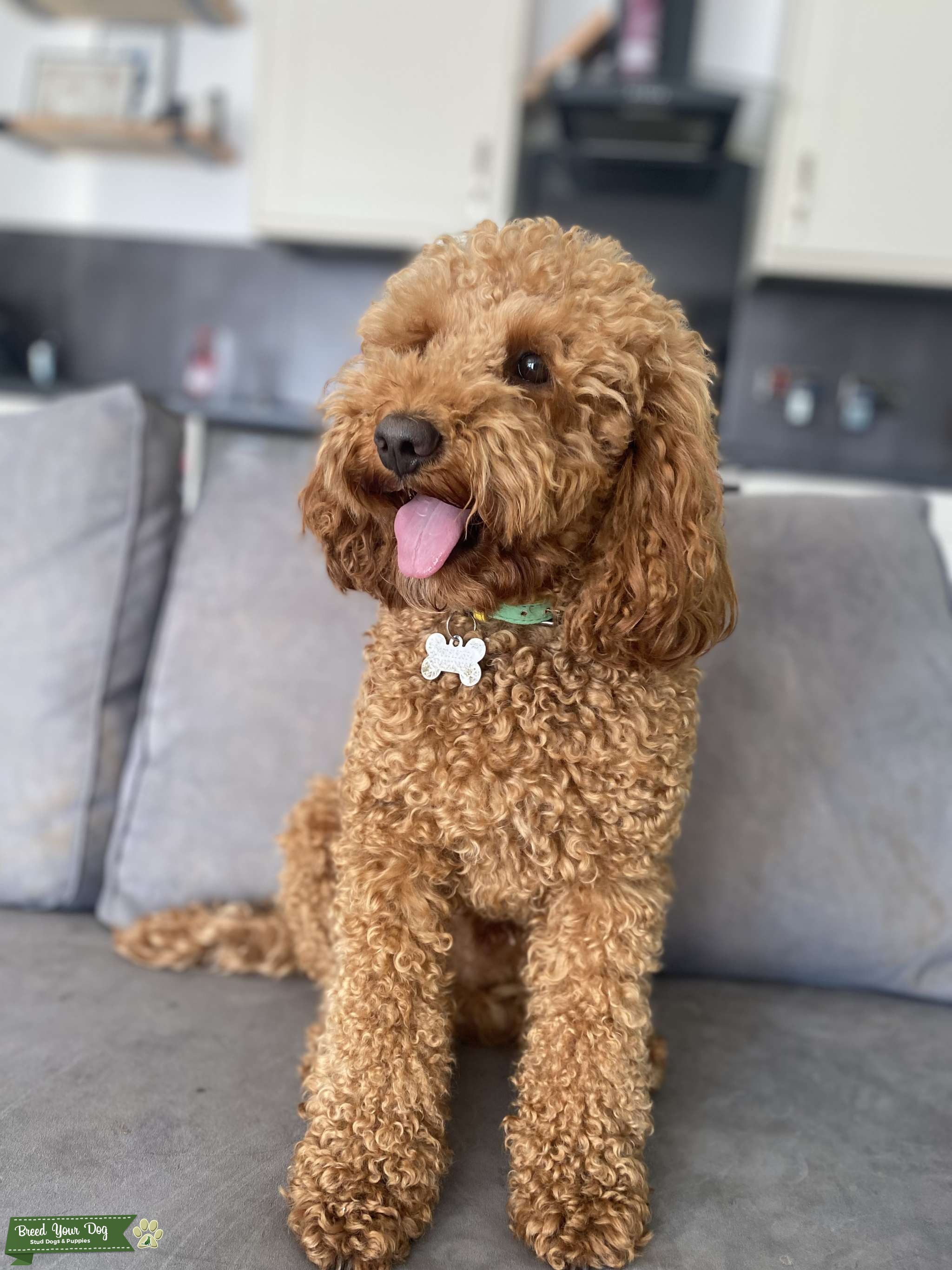 Red Cockapoo for Stud - Stud Dog in Norfolk, Australia | Breed Your Dog
