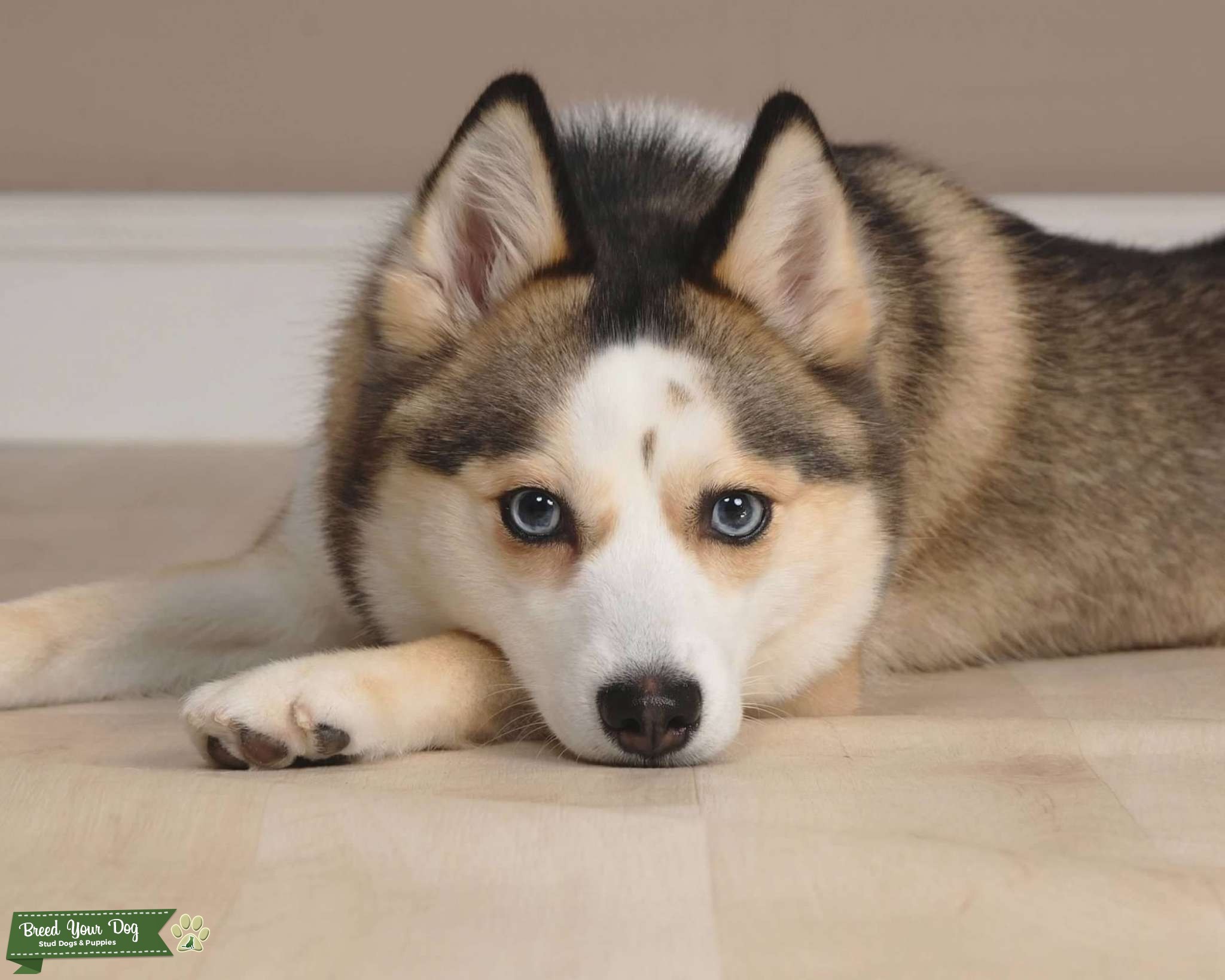 F2 Pomsky Female ISO stud - Stud Dog in Michigan , the United States ...
