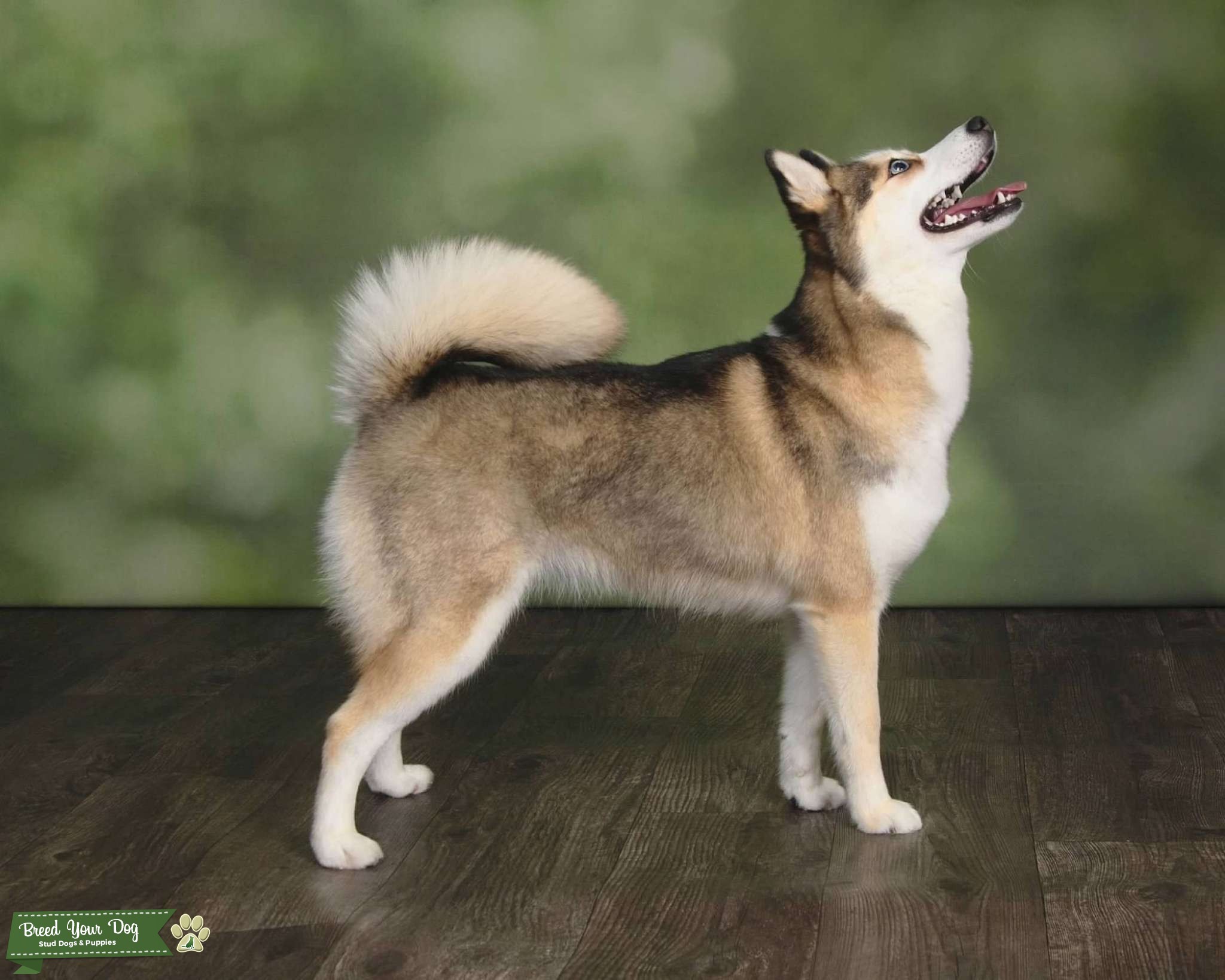 F2 Pomsky Female ISO stud - Stud Dog in Michigan , the United States ...