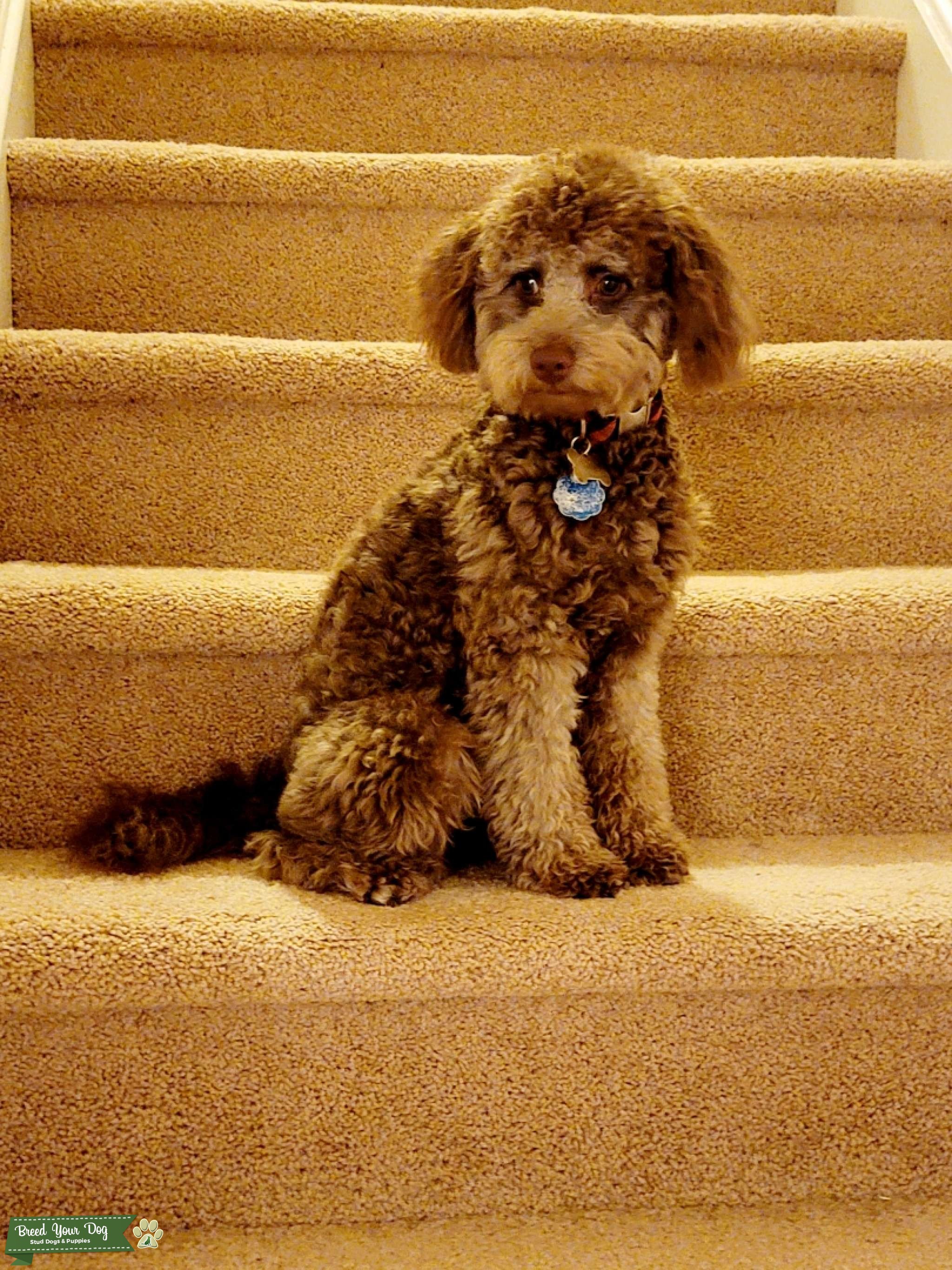 Male Bichon Poodle - Stud Dog in South Carolina, United States | Breed ...