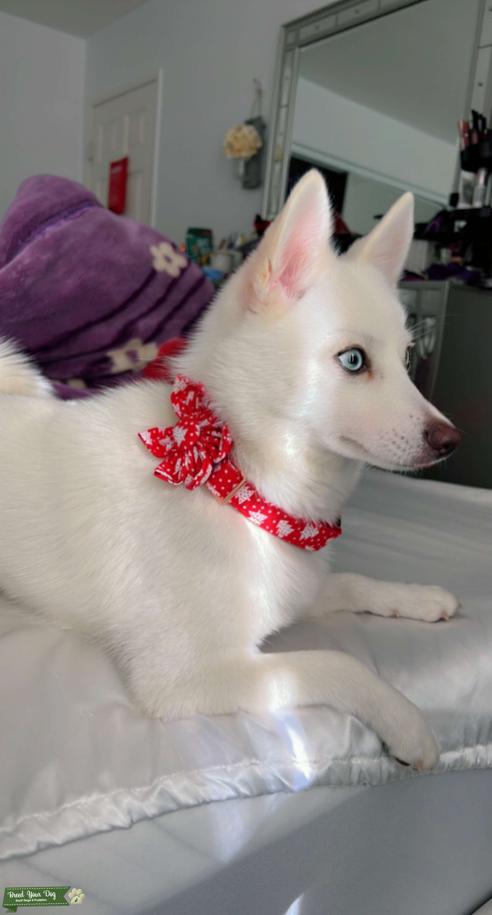 F2 Female Pomsky - Stud Dog in California , the United States | Breed ...