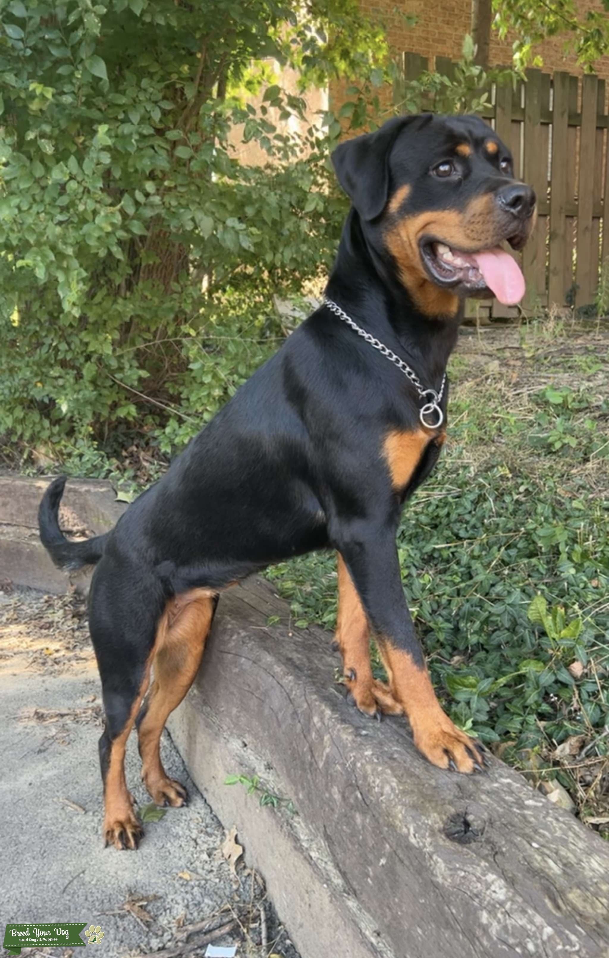 American Rott - Stud Dog in Akron, OH, the United States | Breed Your Dog