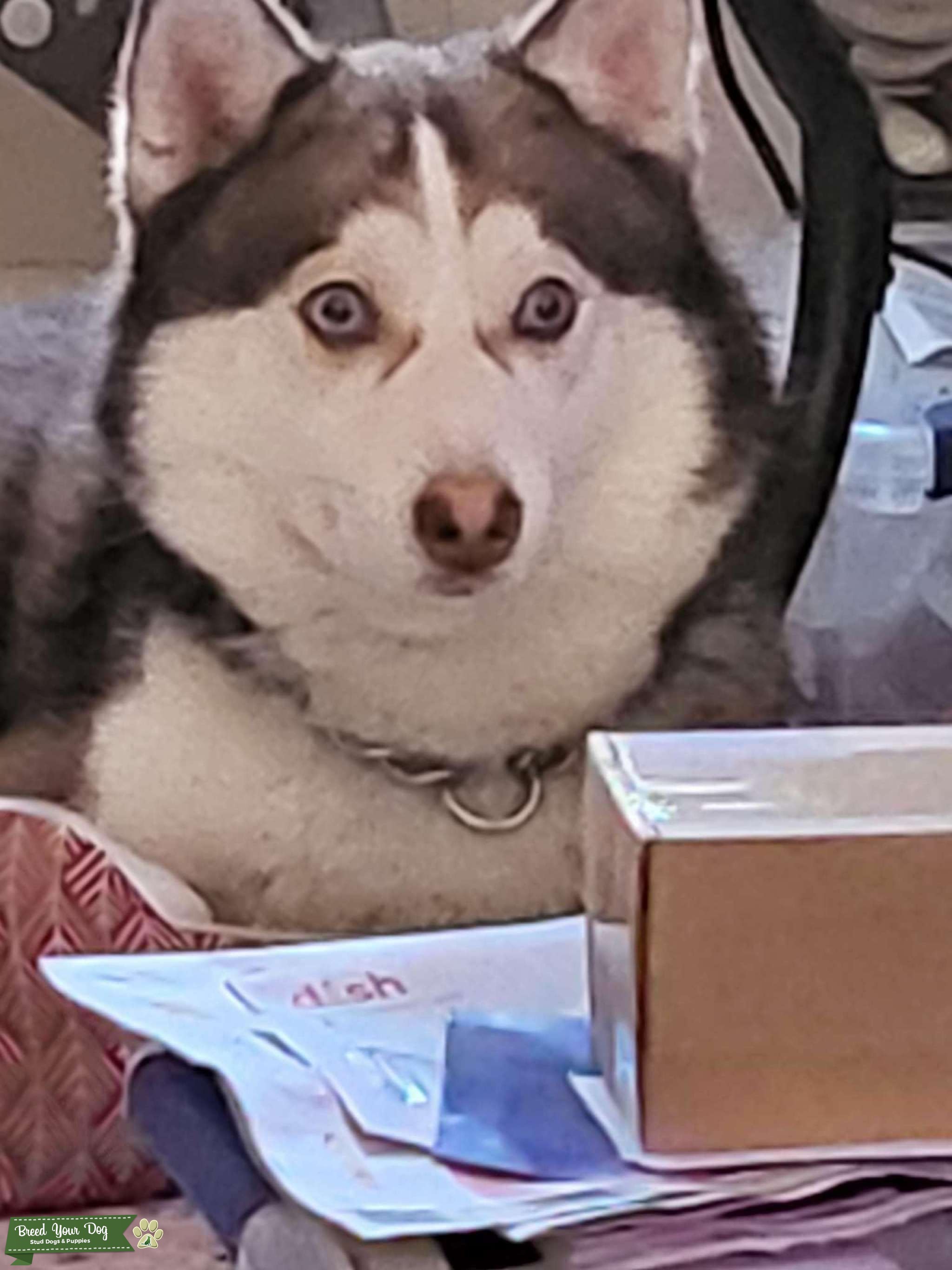 Pomsky Stud - Stud Dog in NJ, the United States | Breed Your Dog