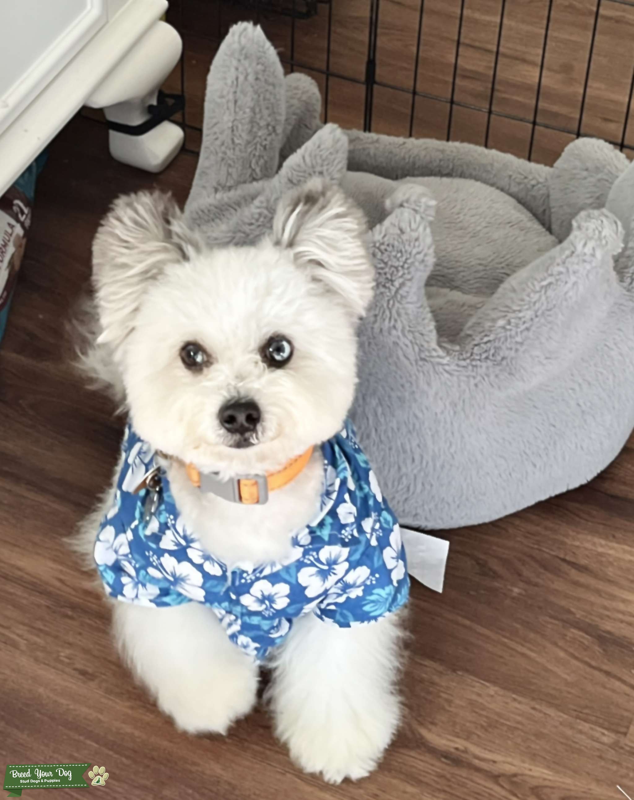 Merle Pomapoo Stud ready for a wife! - Stud Dog in Massachusetts ...
