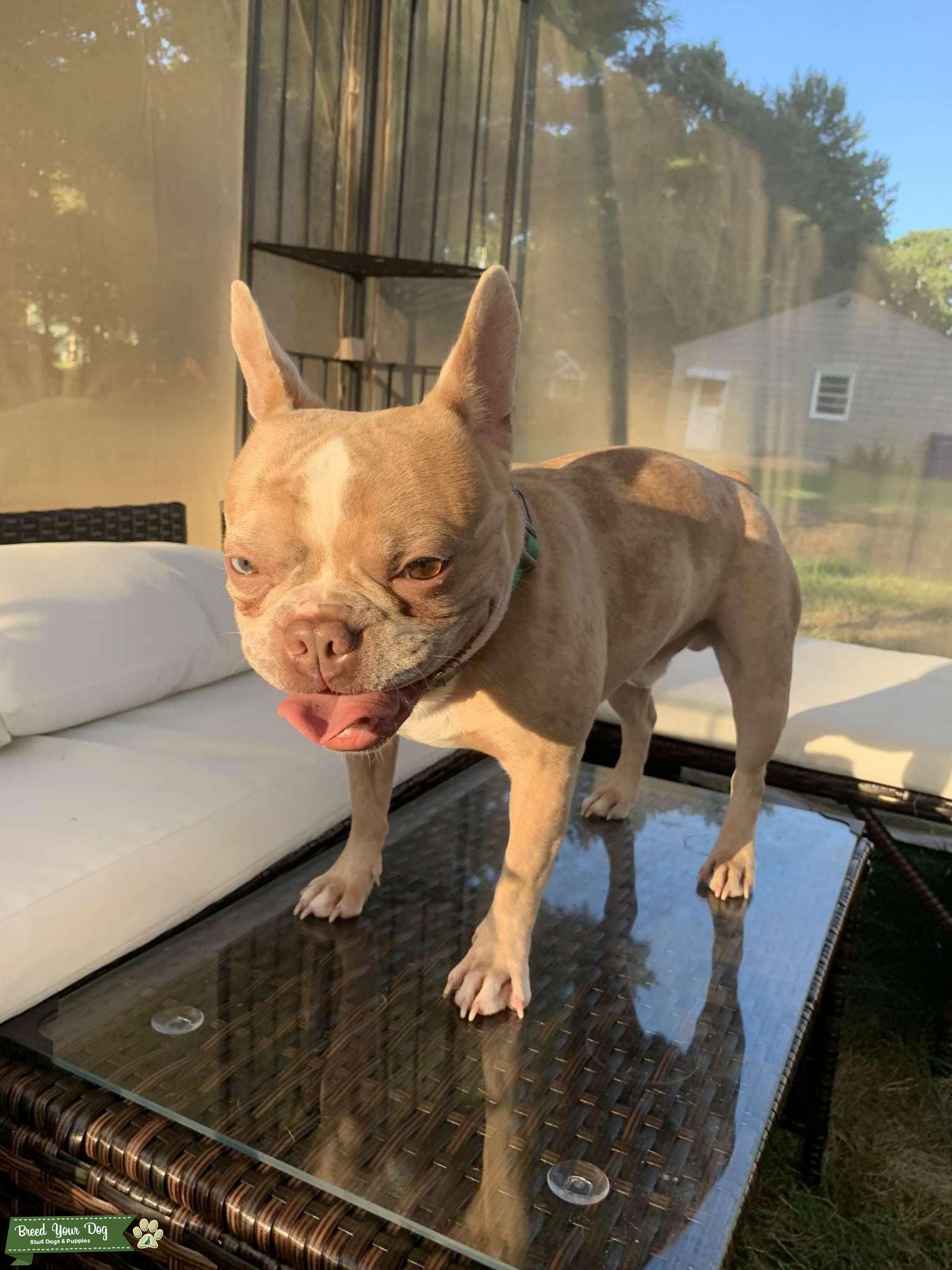 Frenchton tan Merle STUD - Stud Dog in Connecticut , United States ...