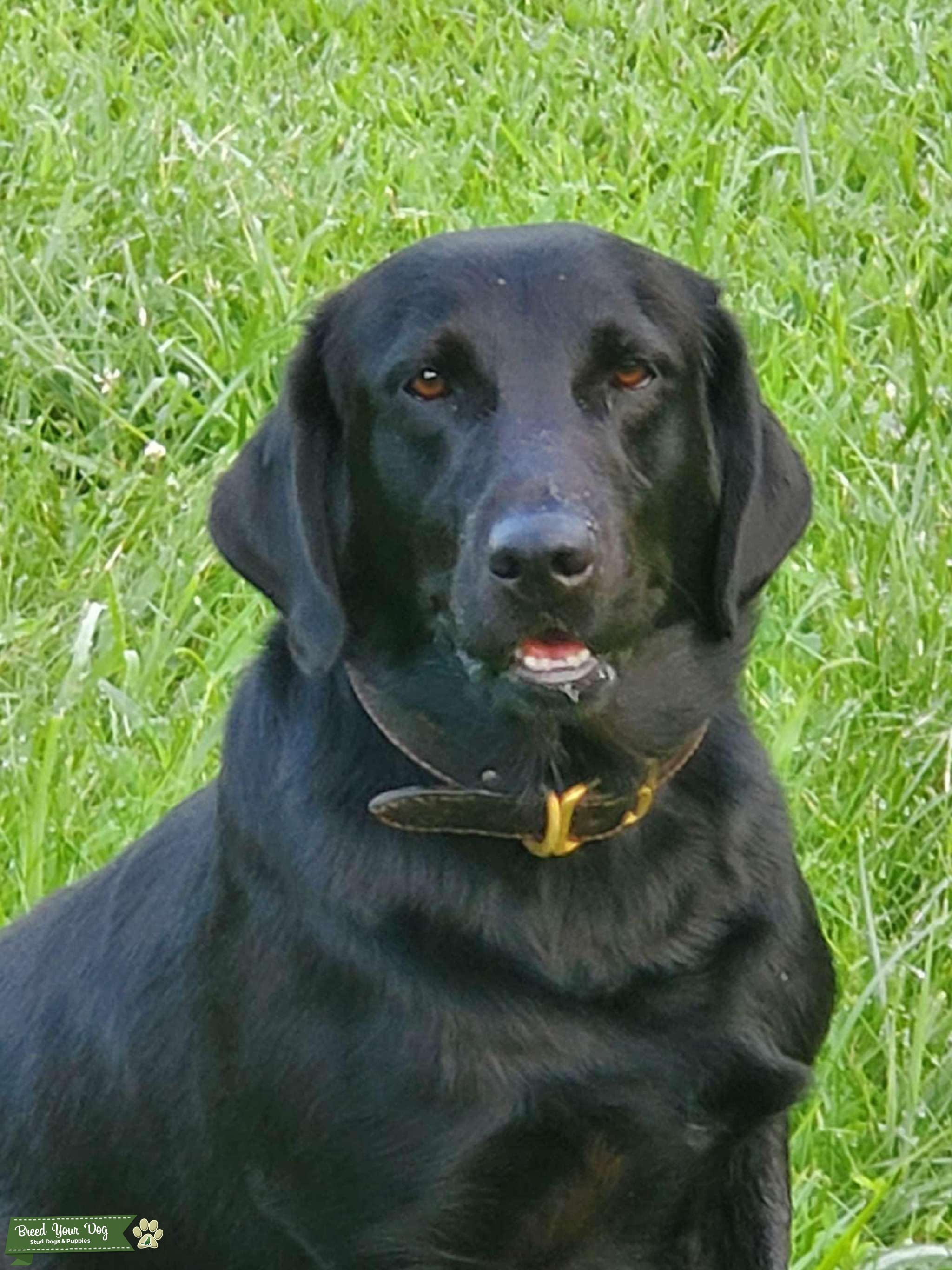 Tri-color factored Lab for Stud - Stud Dog in Indiana, the United ...
