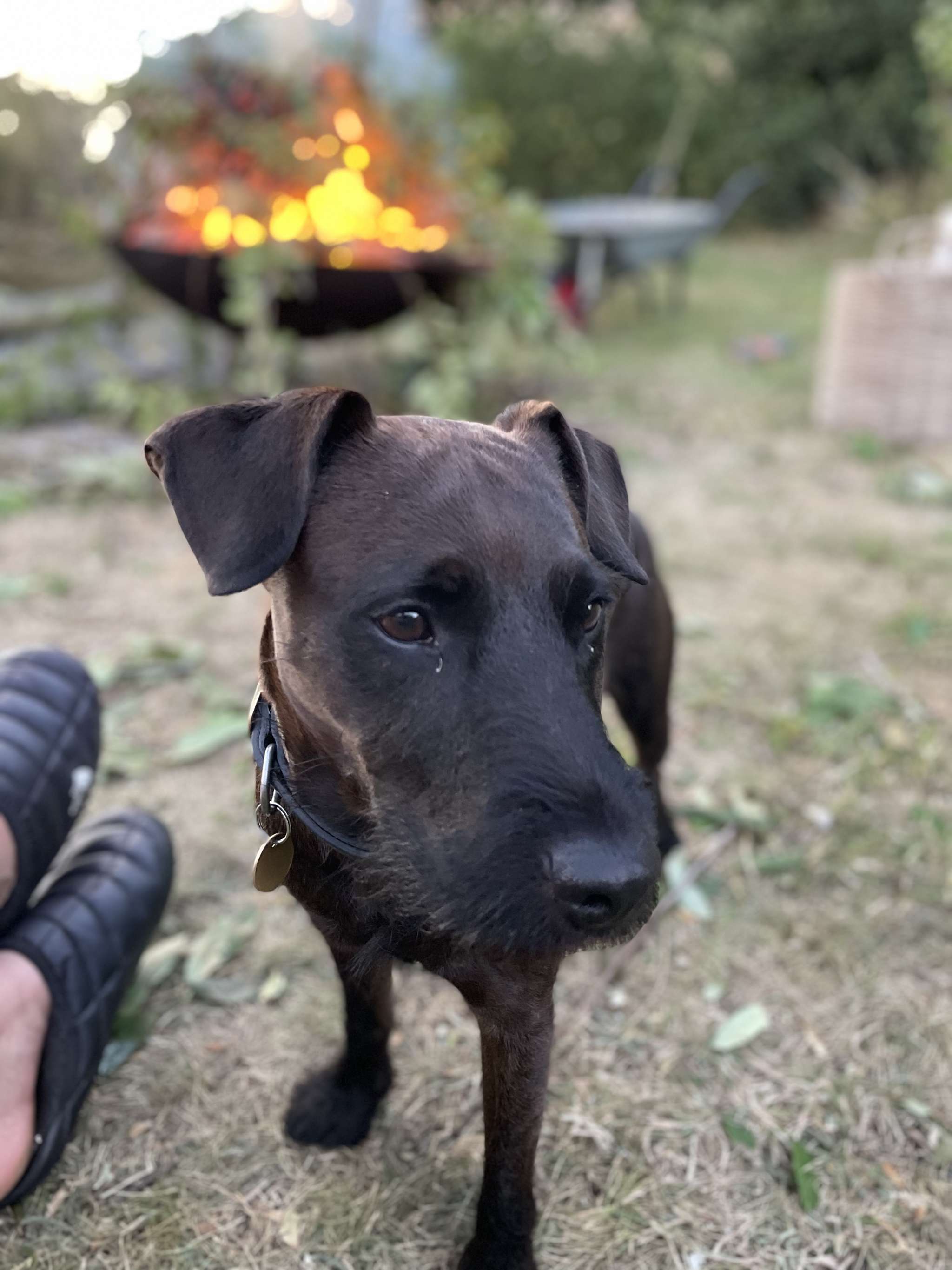 Amazing Patterdale - Stud Dog in London, United Kingdom | Breed Your Dog