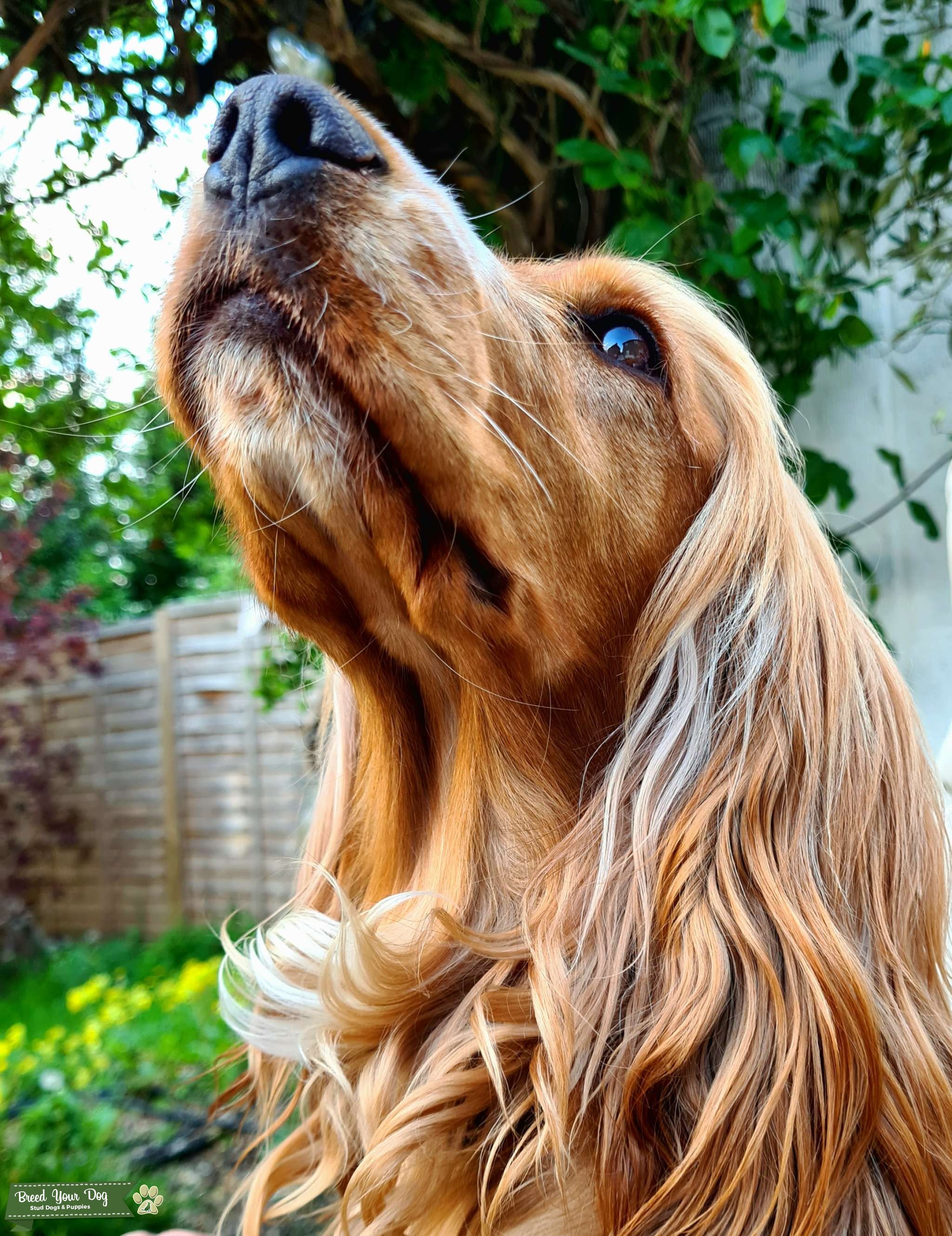 Beautiful Show Cocker Spaniel for breeding - Stud Dog in Hertfordshire ...