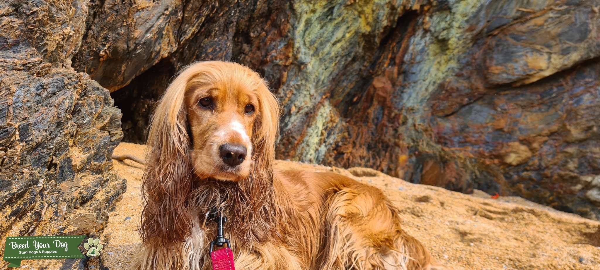 Beautiful Show Cocker Spaniel for breeding - Stud Dog in Hertfordshire ...